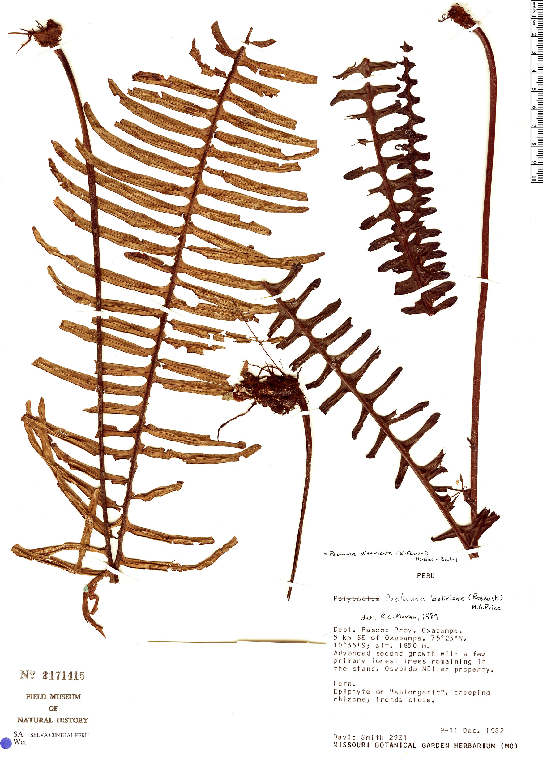 Pecluma divaricata | Rapid Reference | The Field Museum