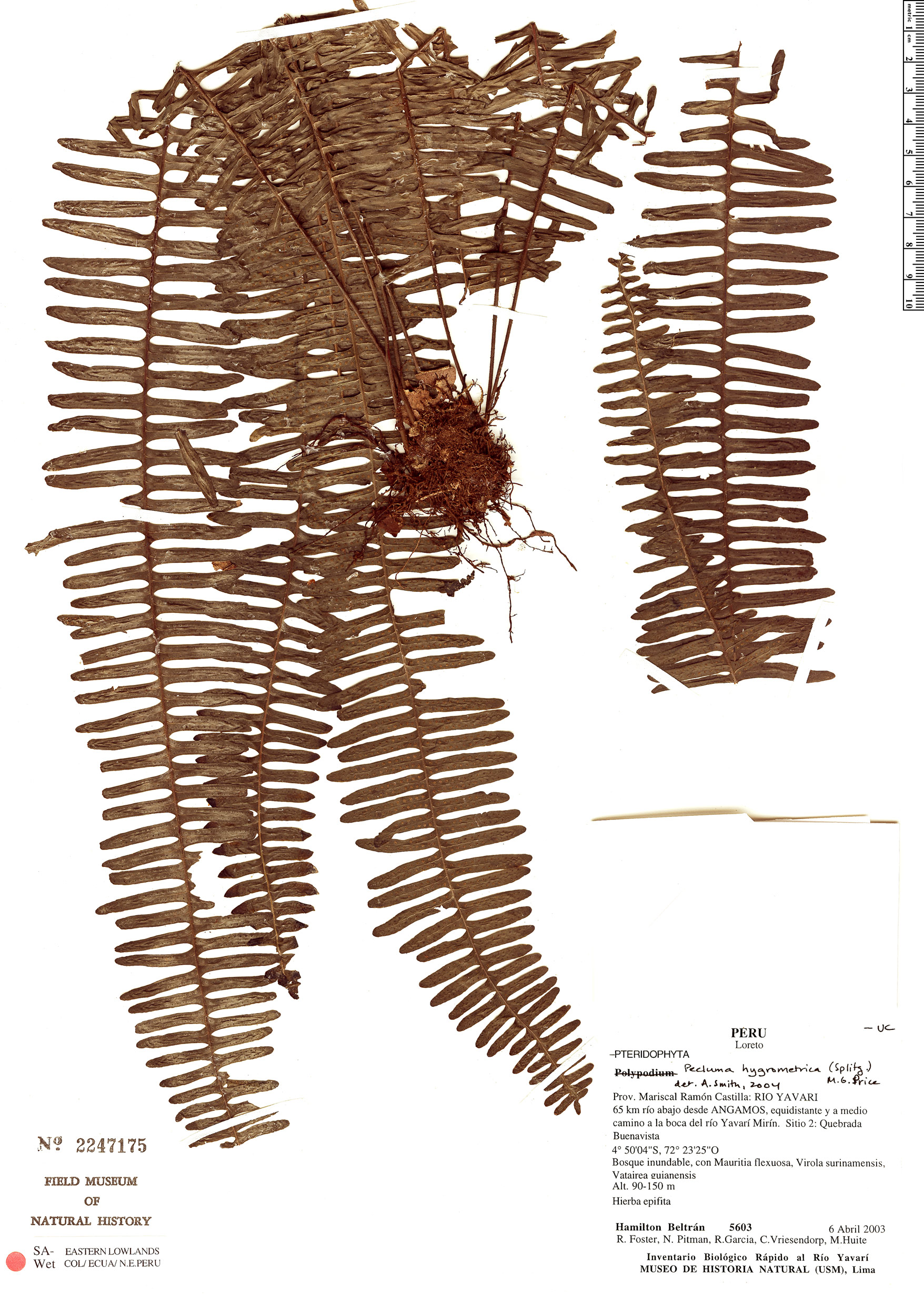 Pecluma hygrometrica | Rapid Reference | The Field Museum