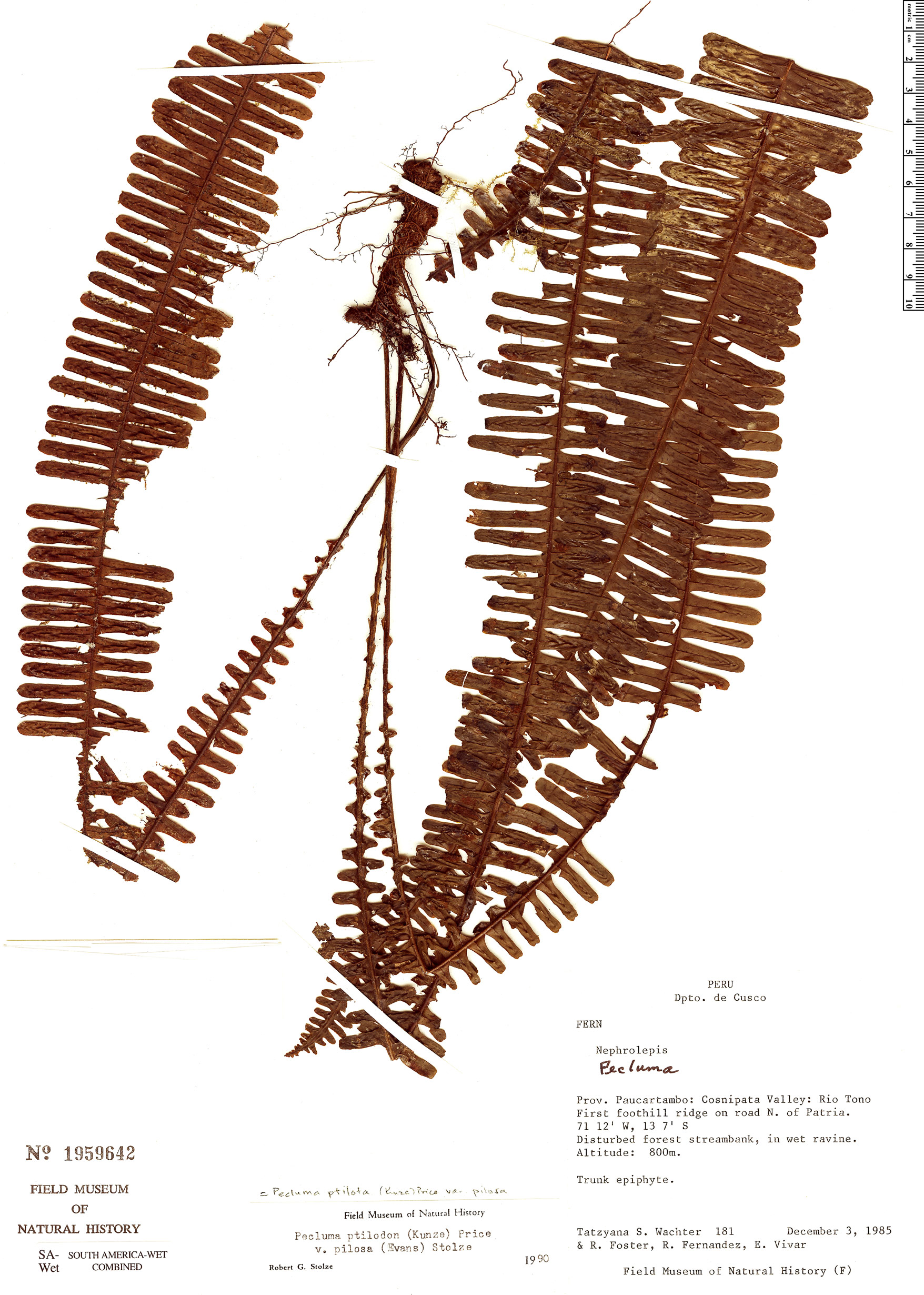 Pecluma ptilotos | Rapid Reference | The Field Museum