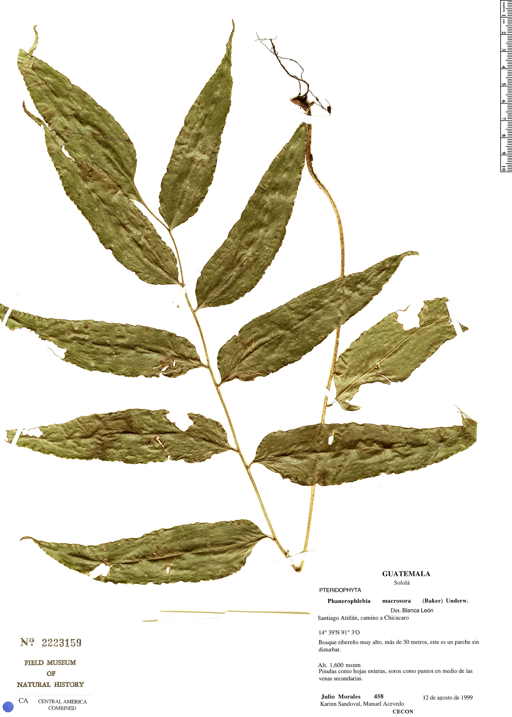 Phanerophlebia macrosora | Rapid Reference | The Field Museum