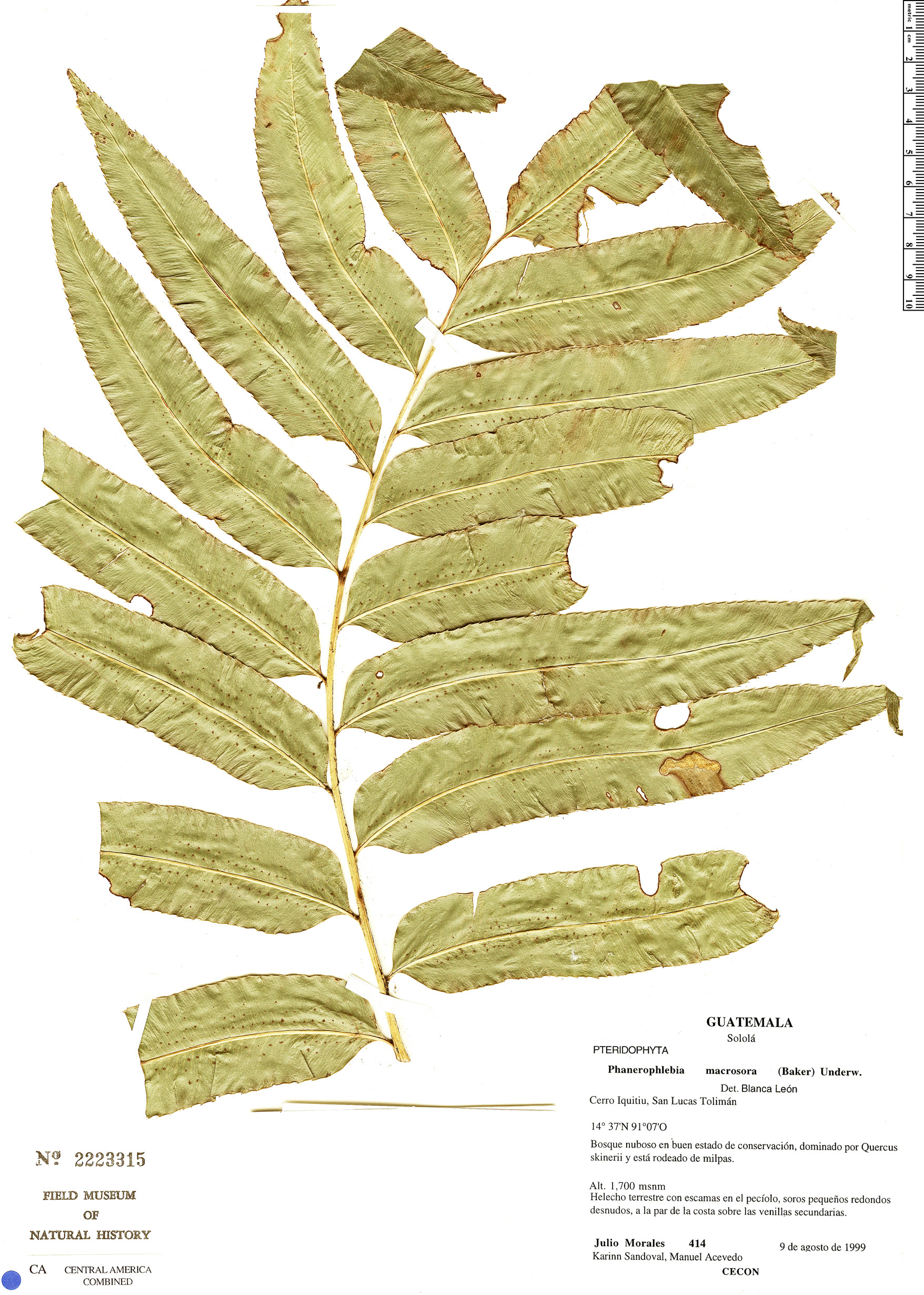 Phanerophlebia macrosora | Rapid Reference | The Field Museum