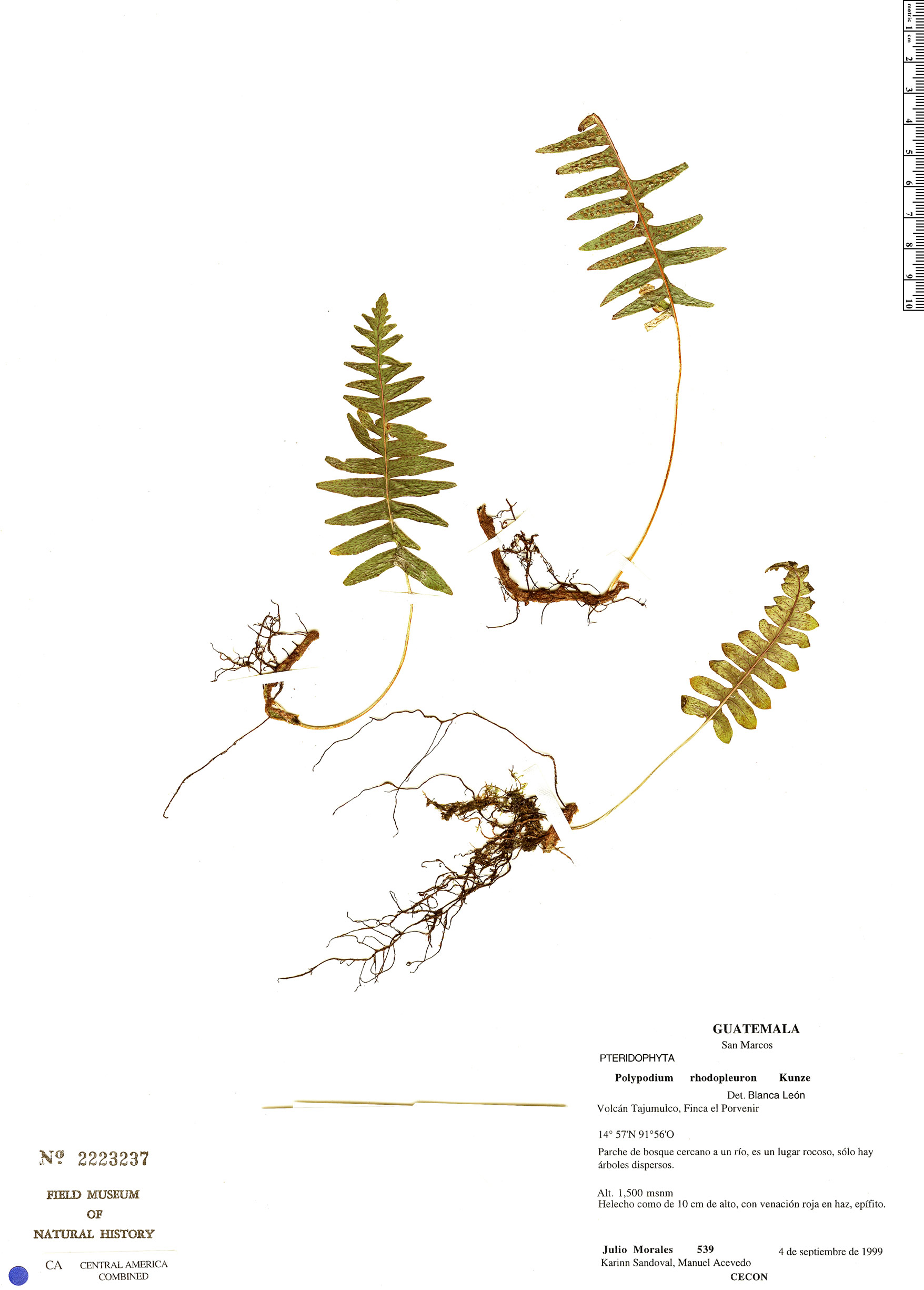 Polypodium rhodopleuron | Rapid Reference | The Field Museum