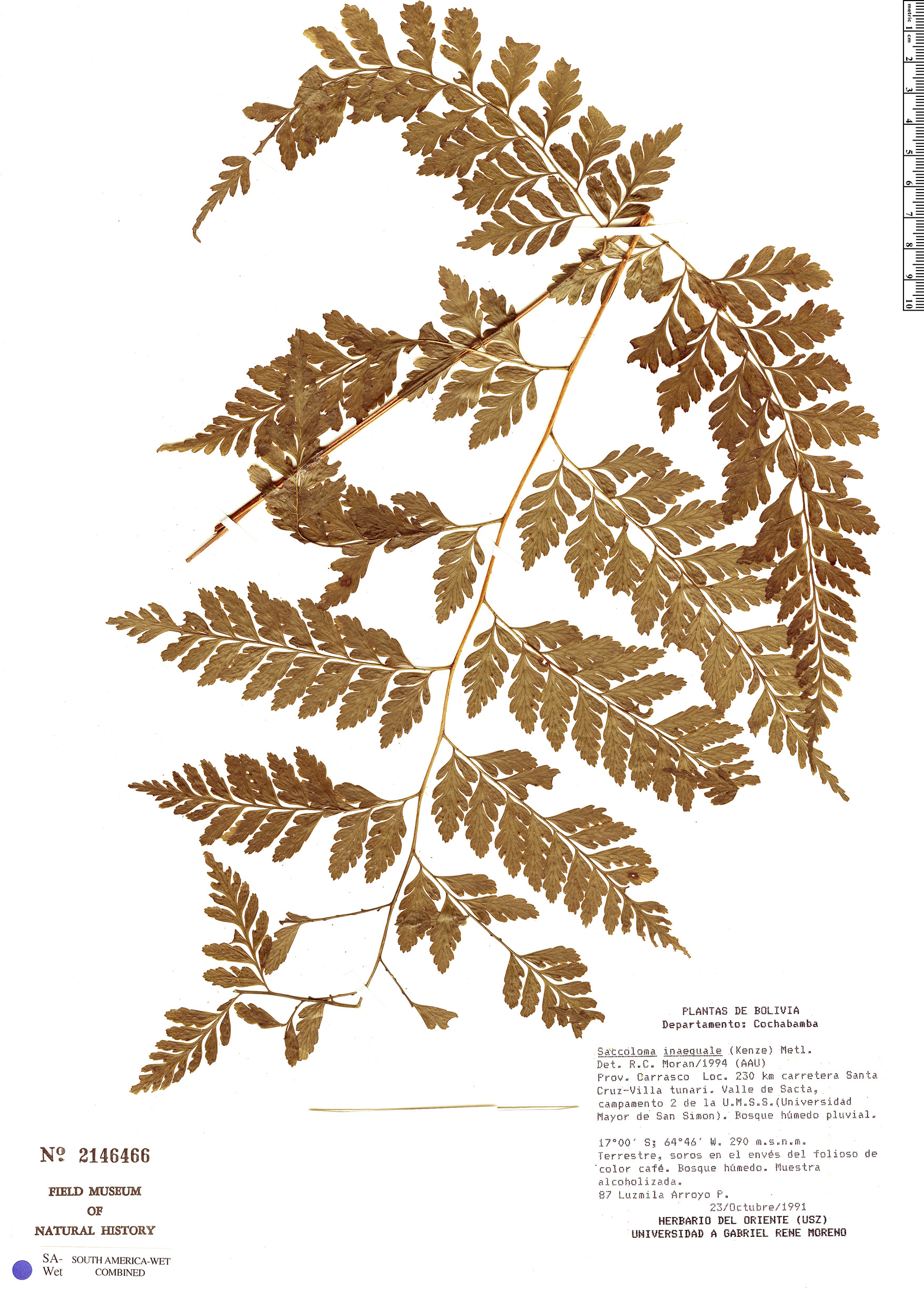 Saccoloma inaequale | Rapid Reference | The Field Museum