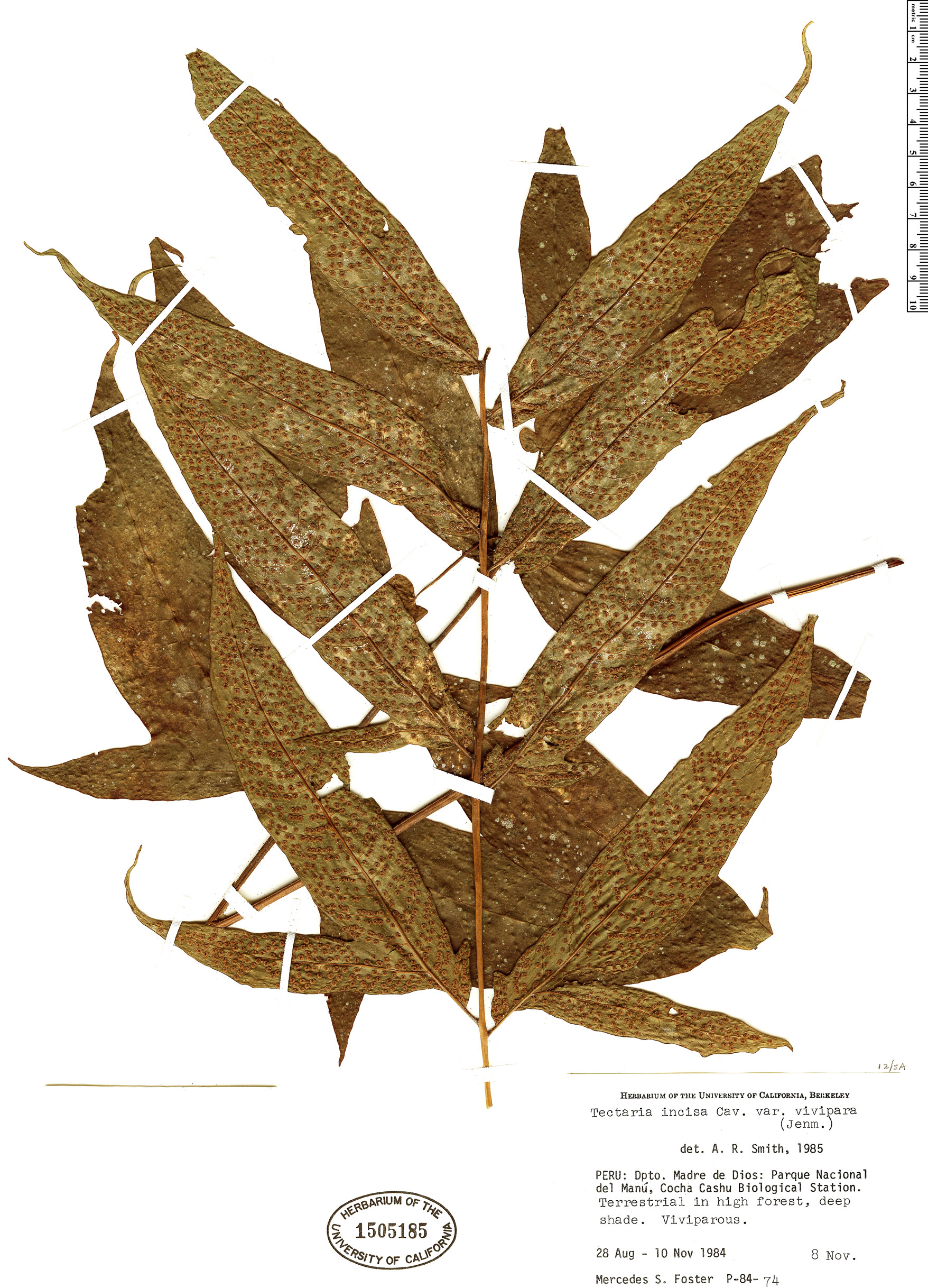 Tectaria incisa | Rapid Reference | The Field Museum