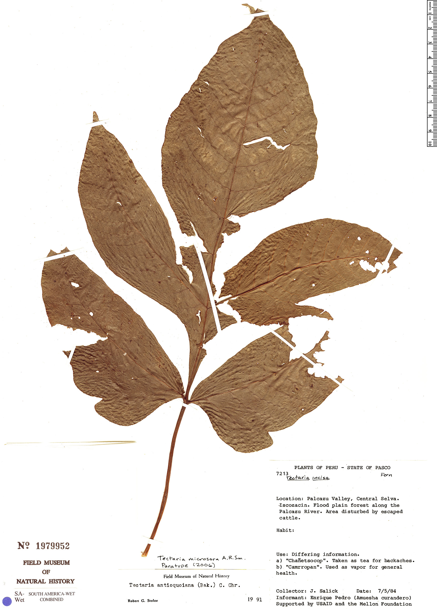 Tectaria microsora | Herbário Rapid Reference | The Field Museum