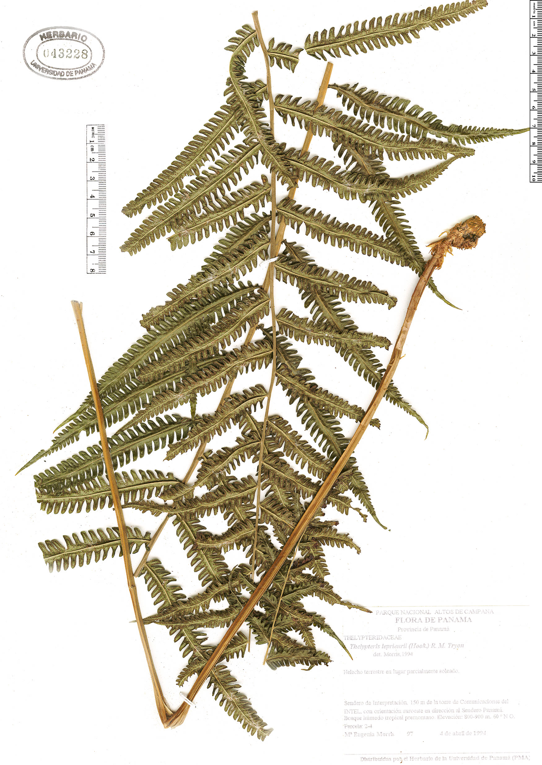 Thelypteris leprieurii | Rapid Reference | The Field Museum