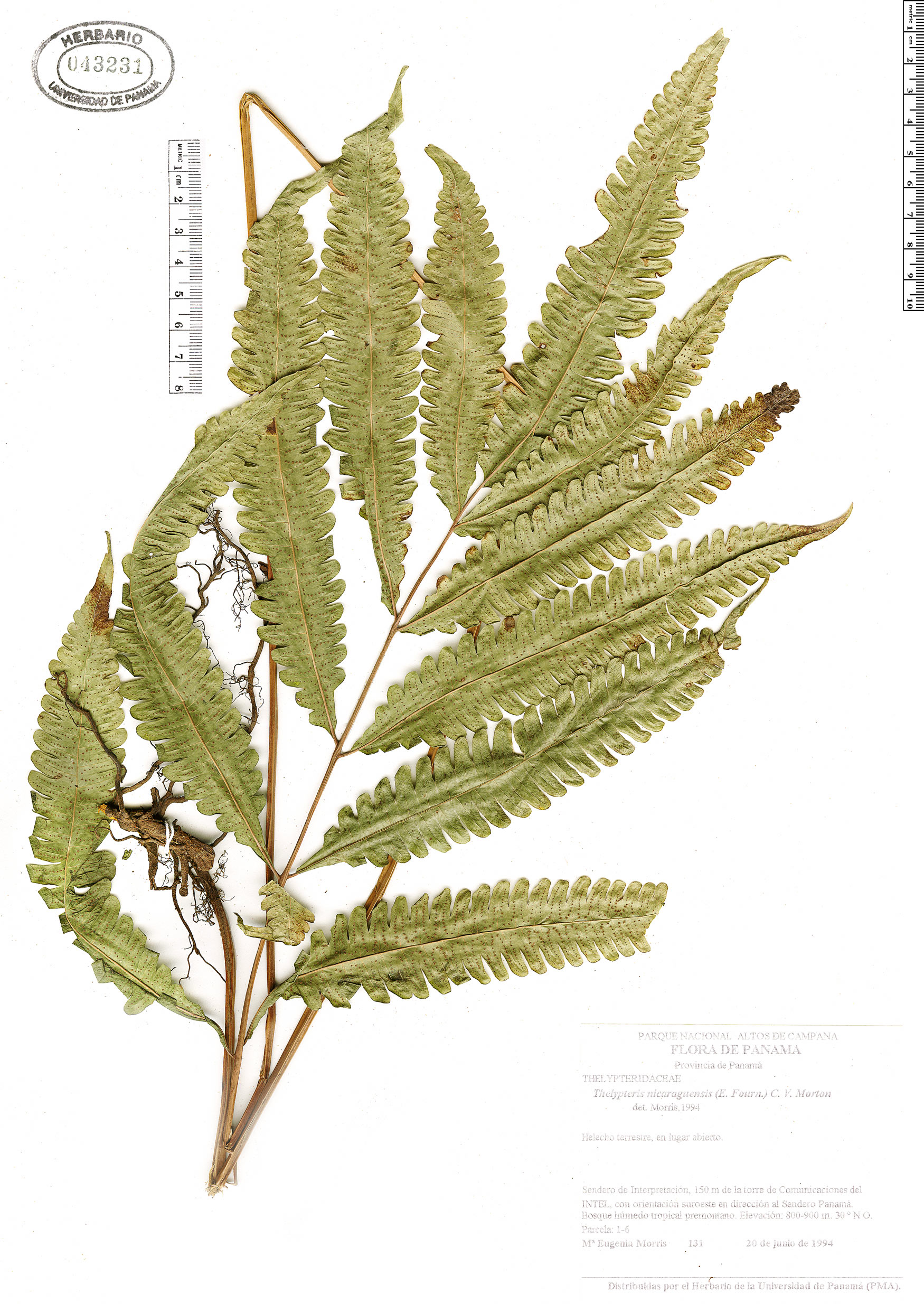 Thelypteris nicaraguensis | Rapid Reference | The Field Museum