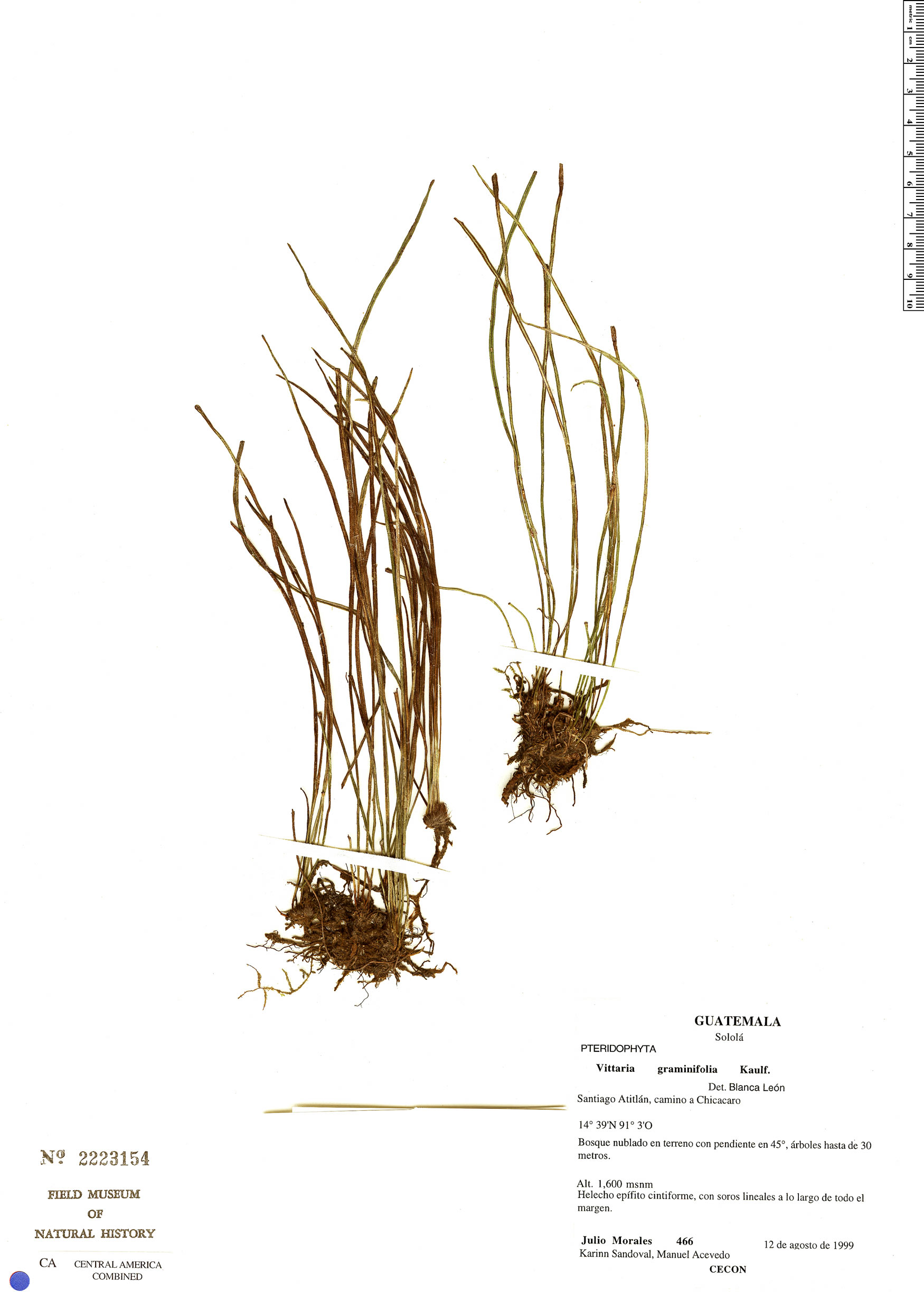 Vittaria graminifolia | Rapid Reference | The Field Museum