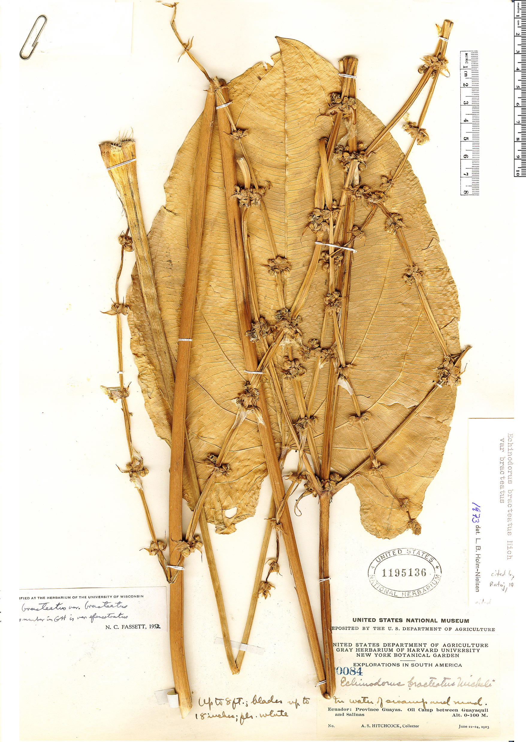 Echinodorus bracteatus | Rapid Reference | The Field Museum