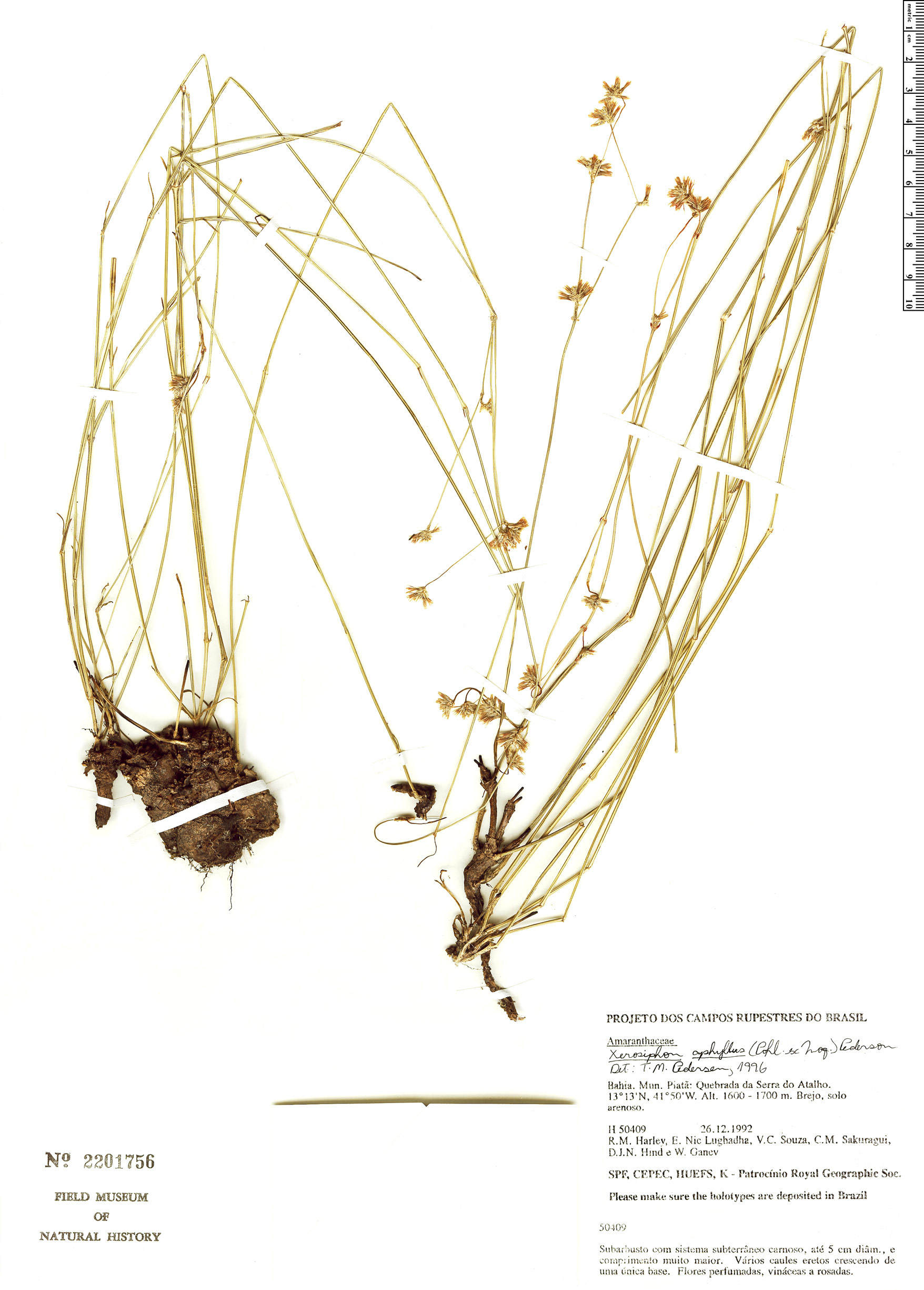 Xerosiphon aphyllus | Rapid Reference | The Field Museum