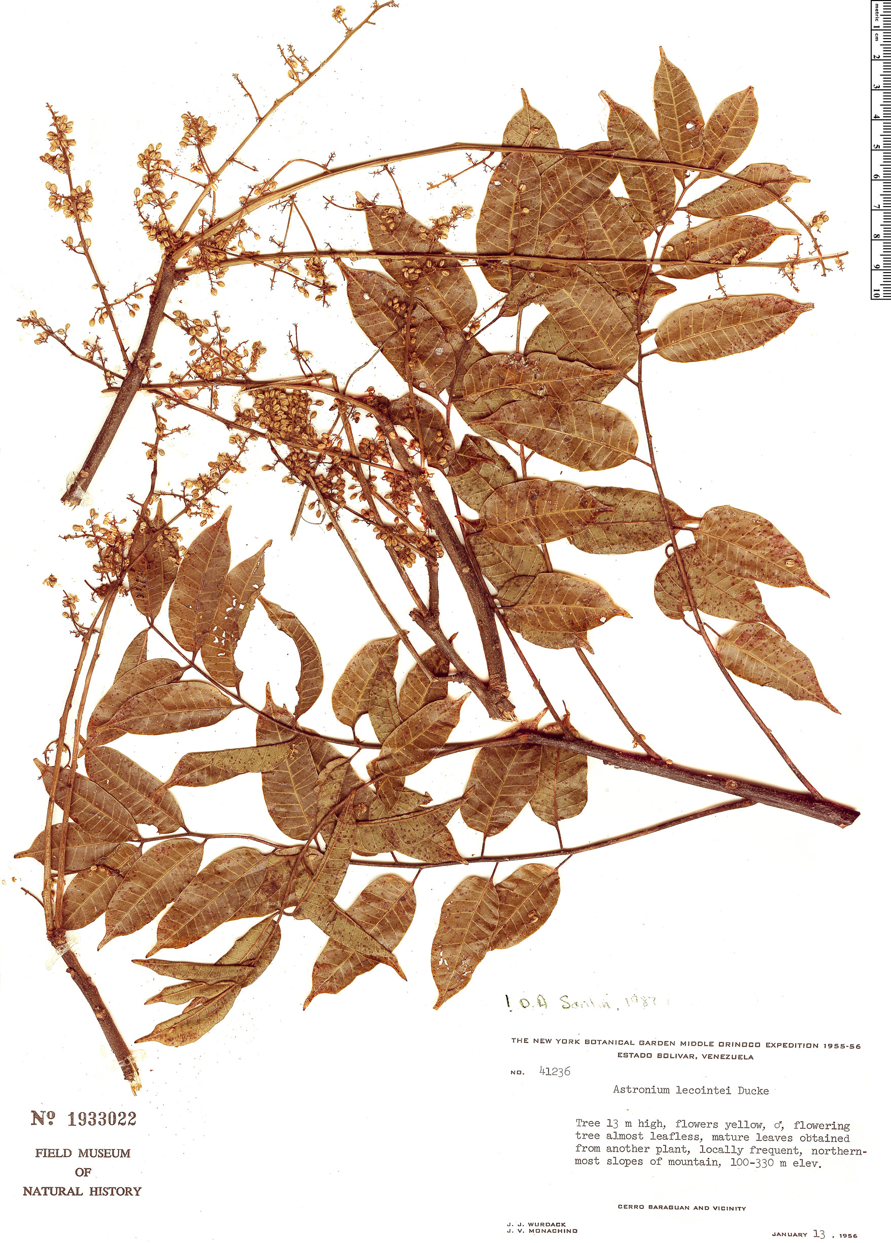 Astronium lecointei | Herbário Rapid Reference | The Field Museum