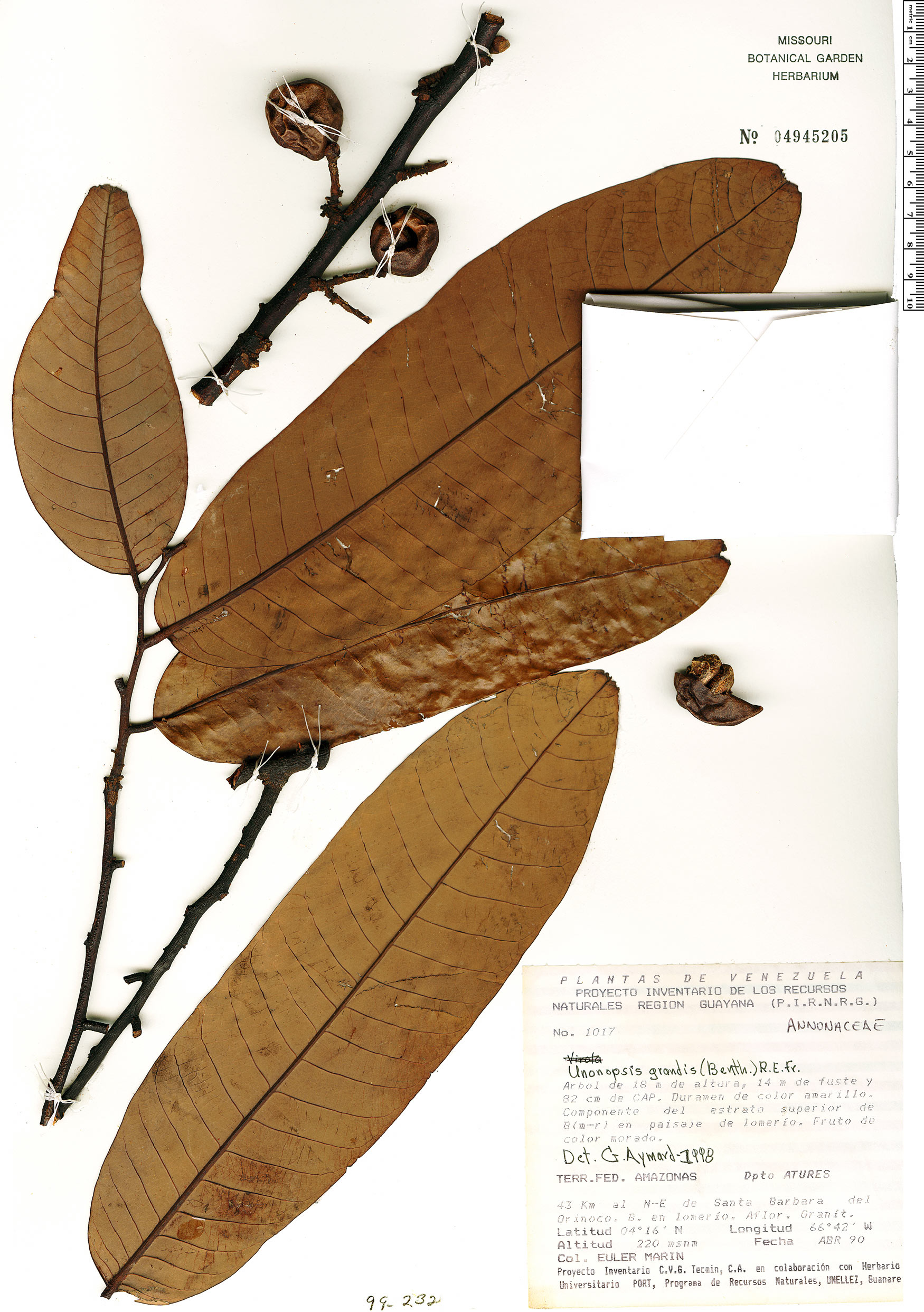Onychopetalum amazonicum | Rapid Reference | The Field Museum