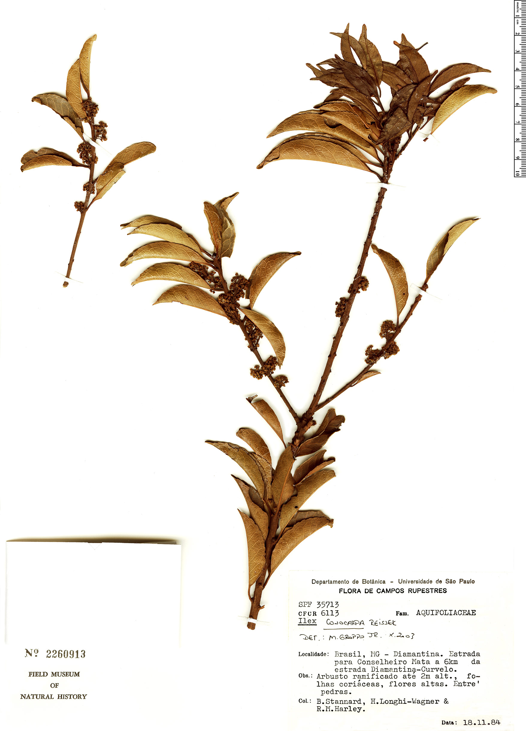 Ilex conocarpa | Rapid Reference | The Field Museum