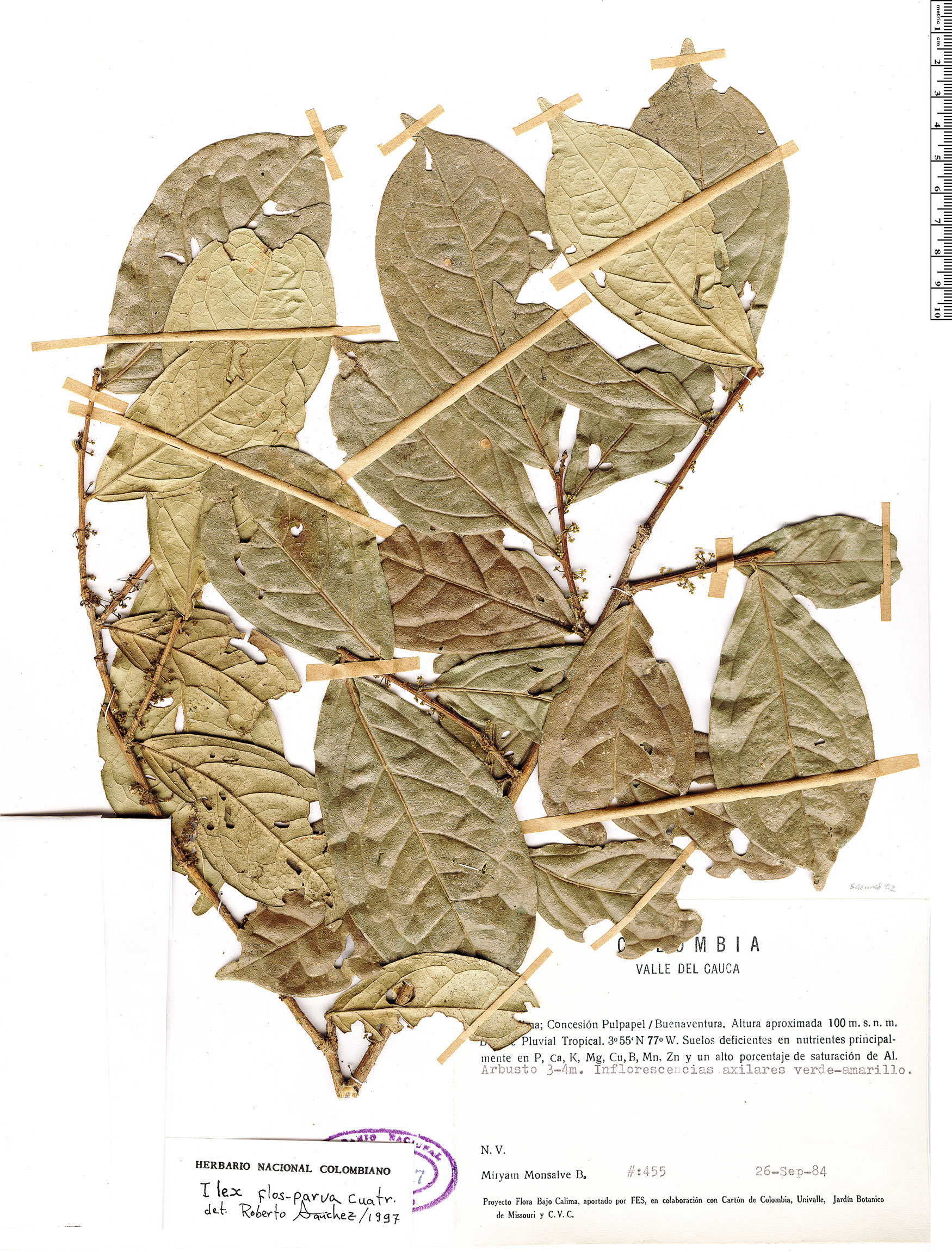 Ilex flosparva | Rapid Reference | The Field Museum