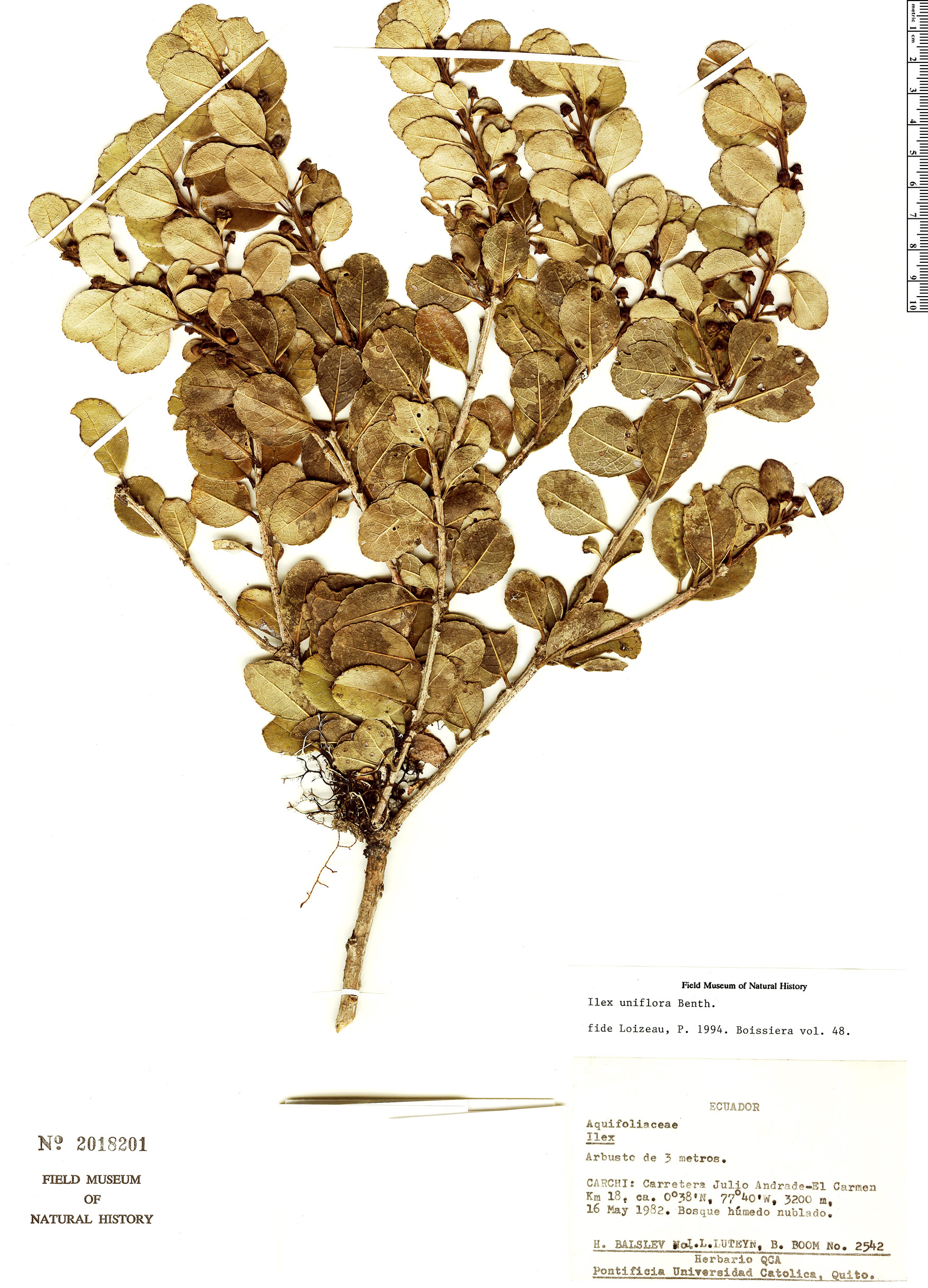 Ilex uniflora | Rapid Reference | The Field Museum