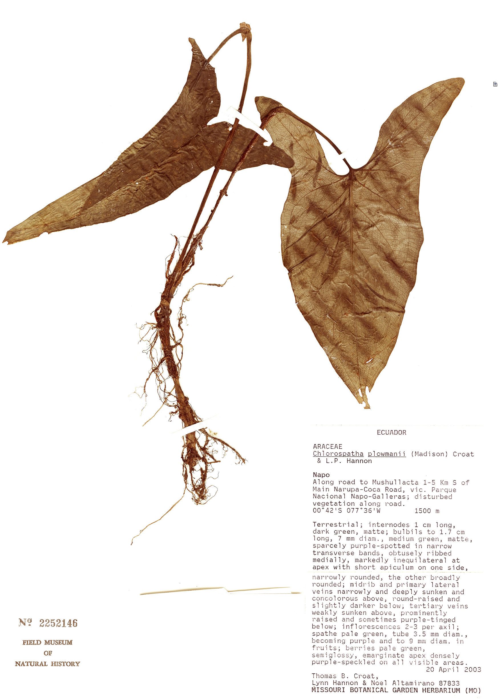 Chlorospatha plowmanii | Rapid Reference | The Field Museum