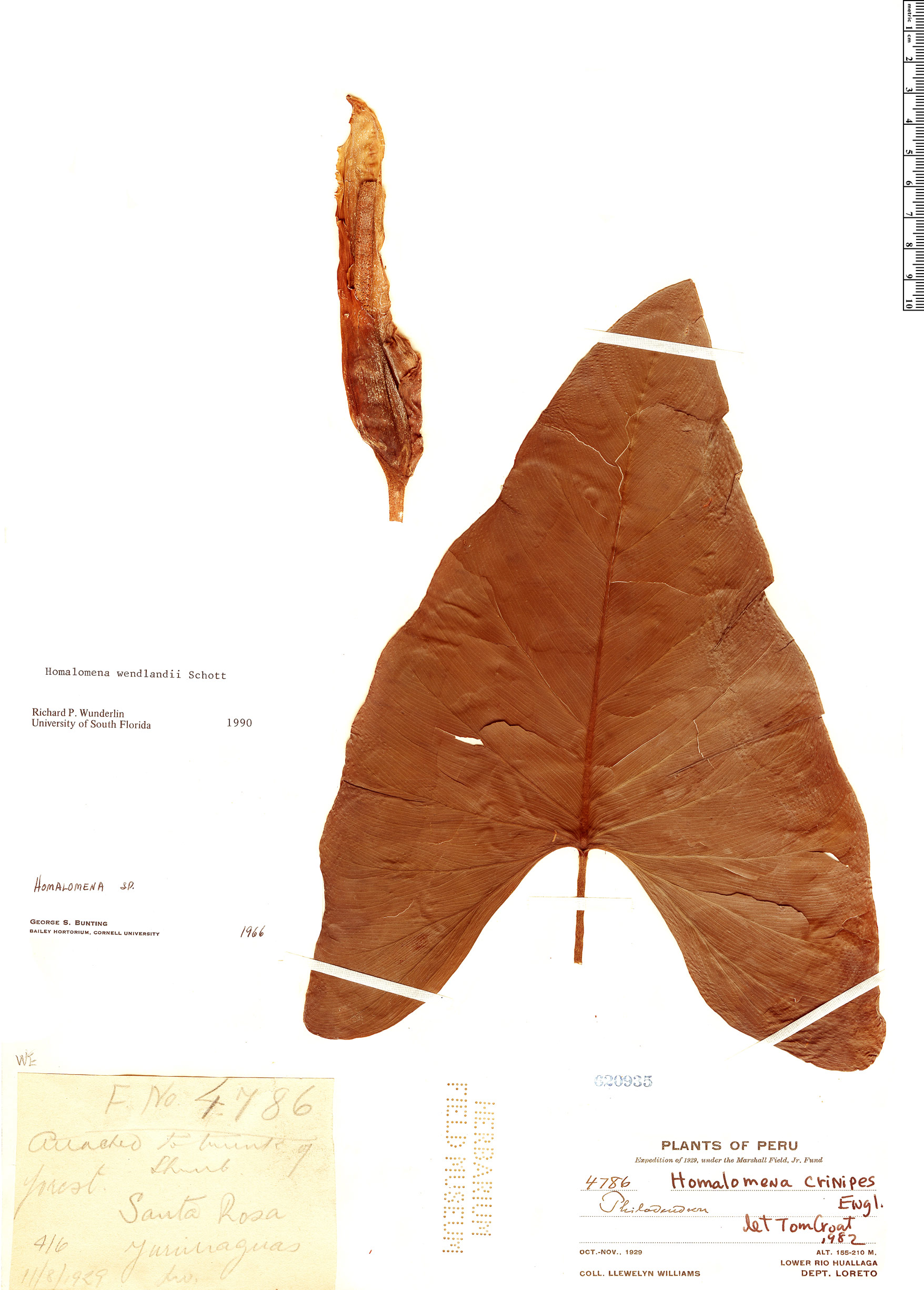 Adelonema crinipes | Rapid Reference | The Field Museum
