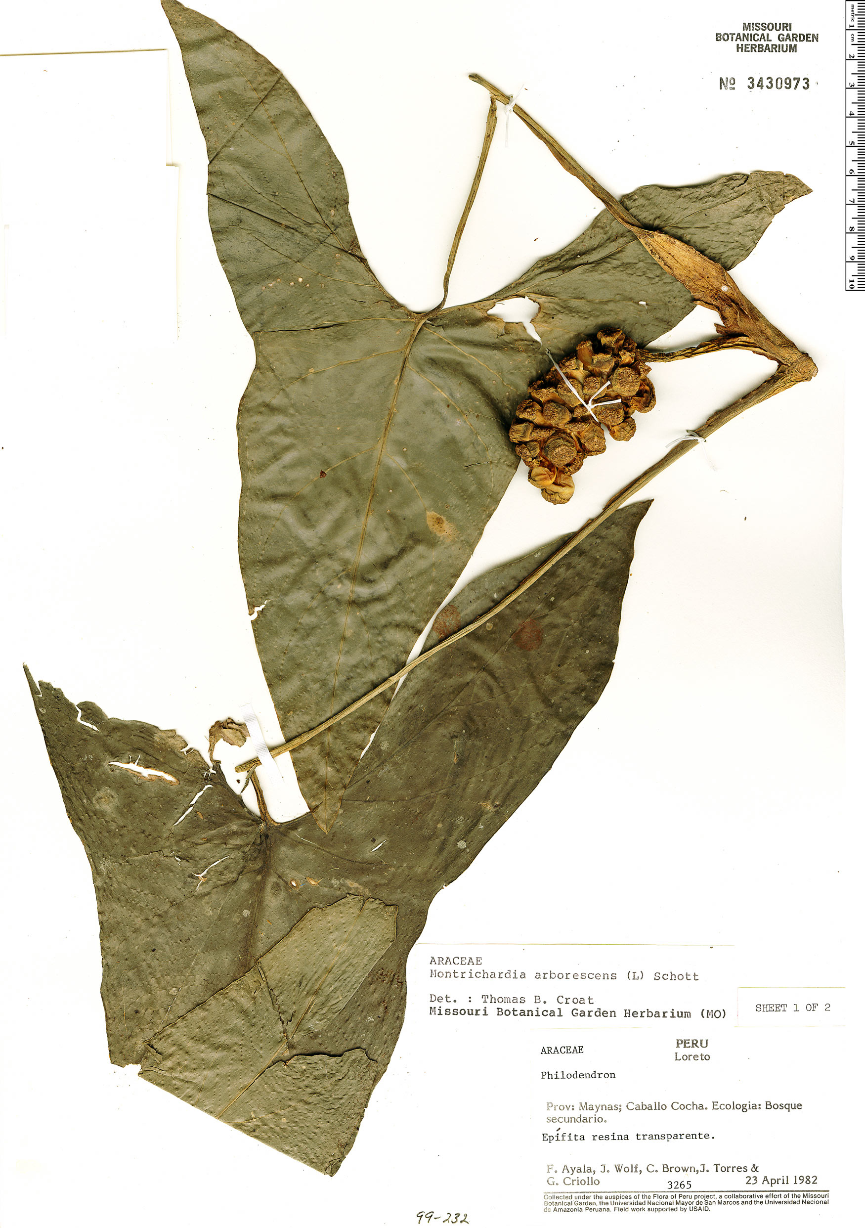 Montrichardia arborescens | Rapid Reference | The Field Museum