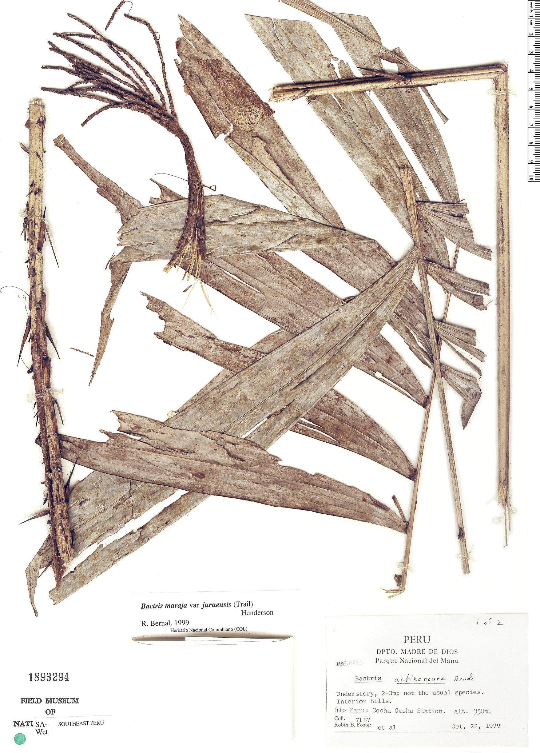Bactris maraja | Rapid Reference | The Field Museum