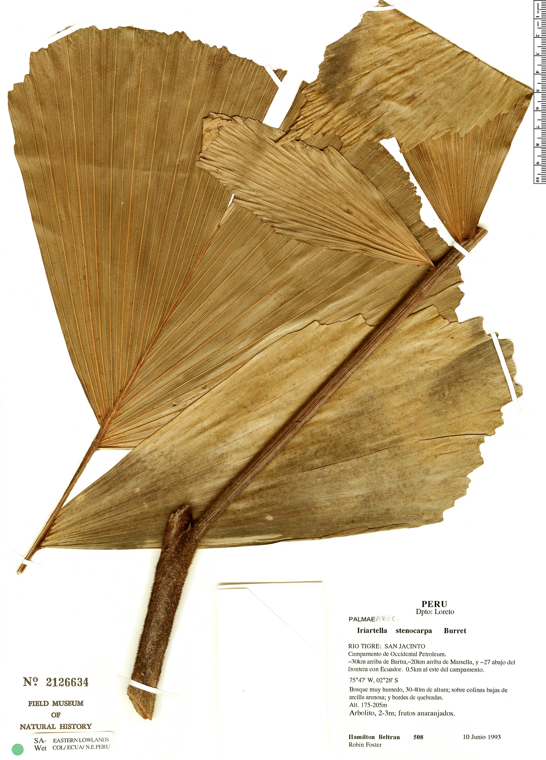 Iriartella stenocarpa | Rapid Reference | The Field Museum