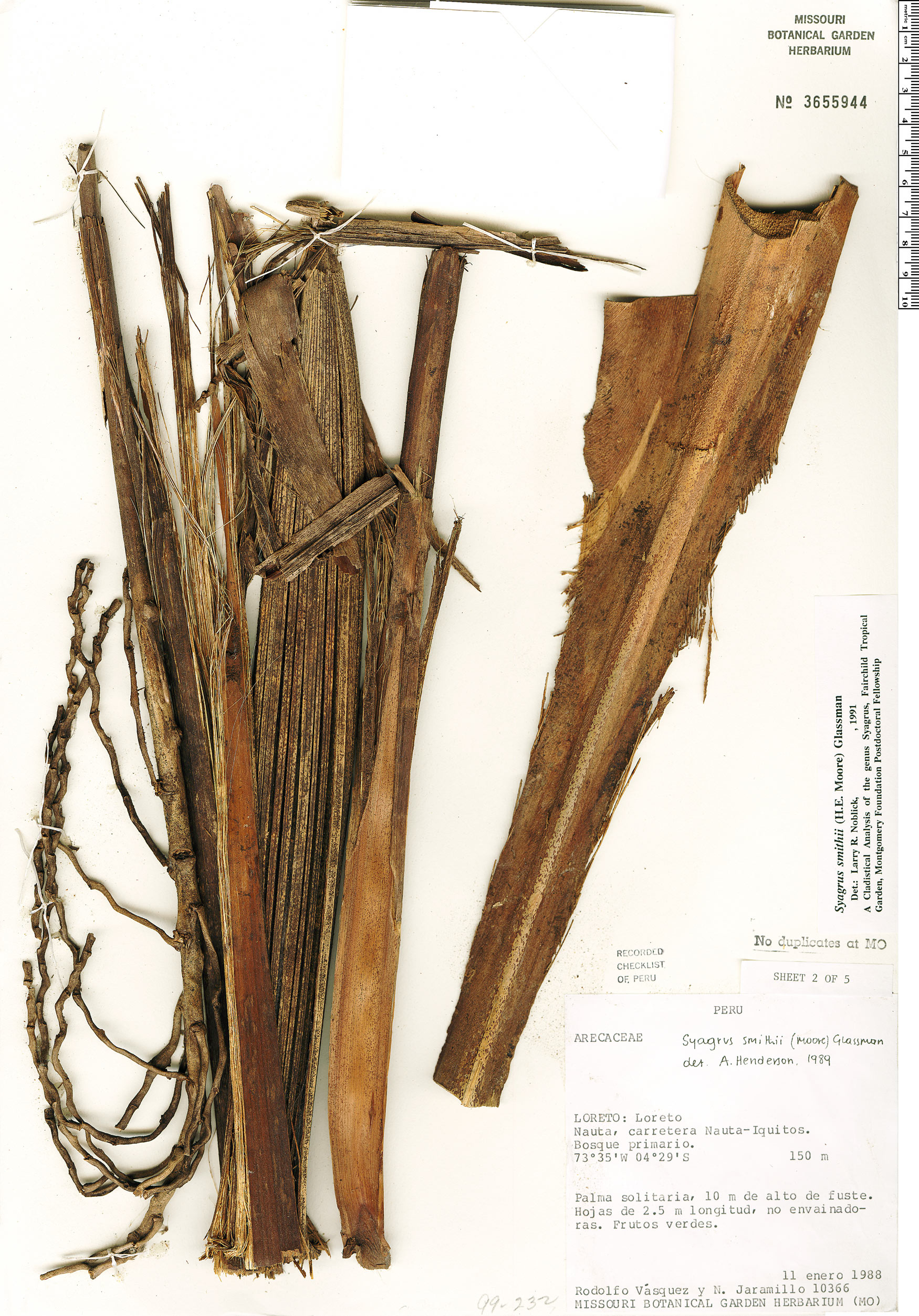 Syagrus smithii | Rapid Reference | The Field Museum