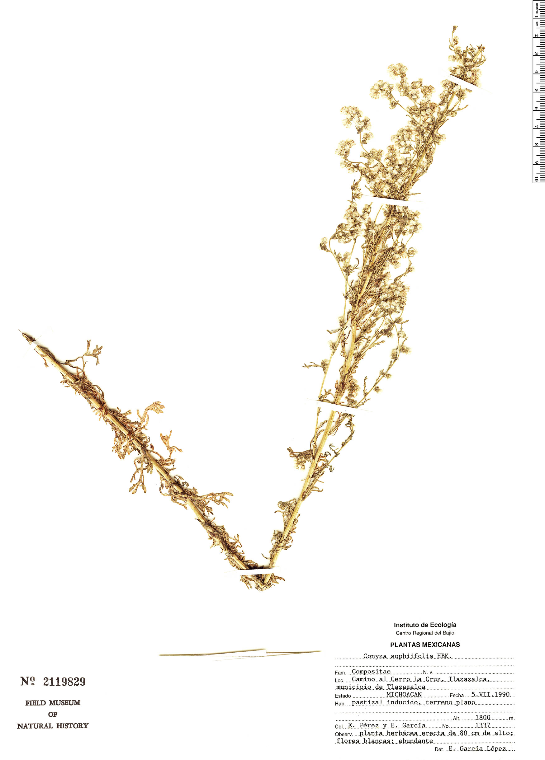 Conyza sophiifolia | Rapid Reference | The Field Museum