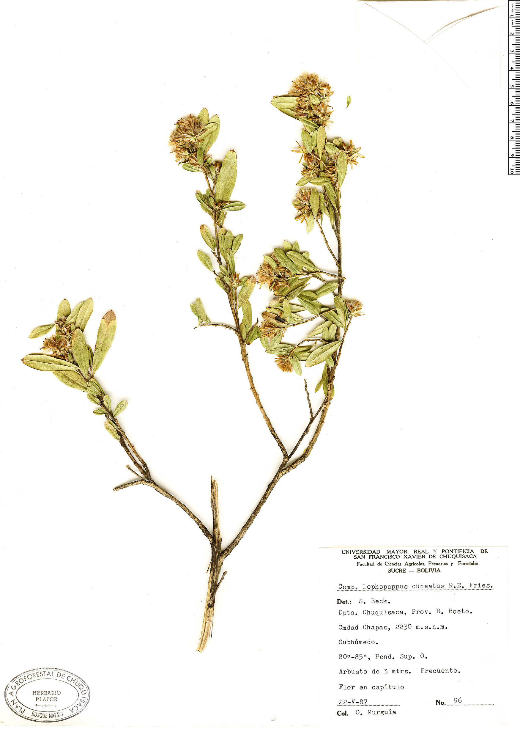 Lophopappus cuneatus | Rapid Reference | The Field Museum