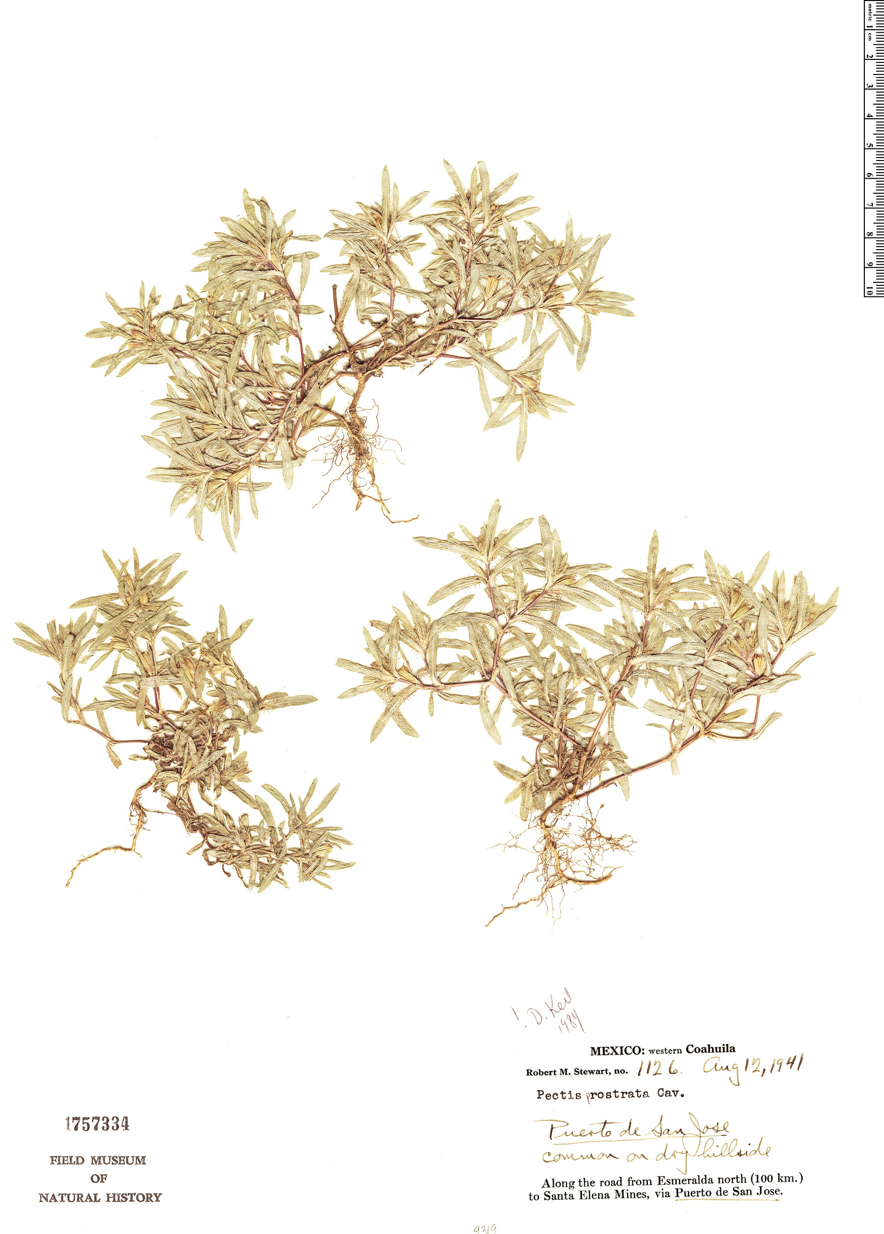 Pectis prostrata | Rapid Reference | The Field Museum