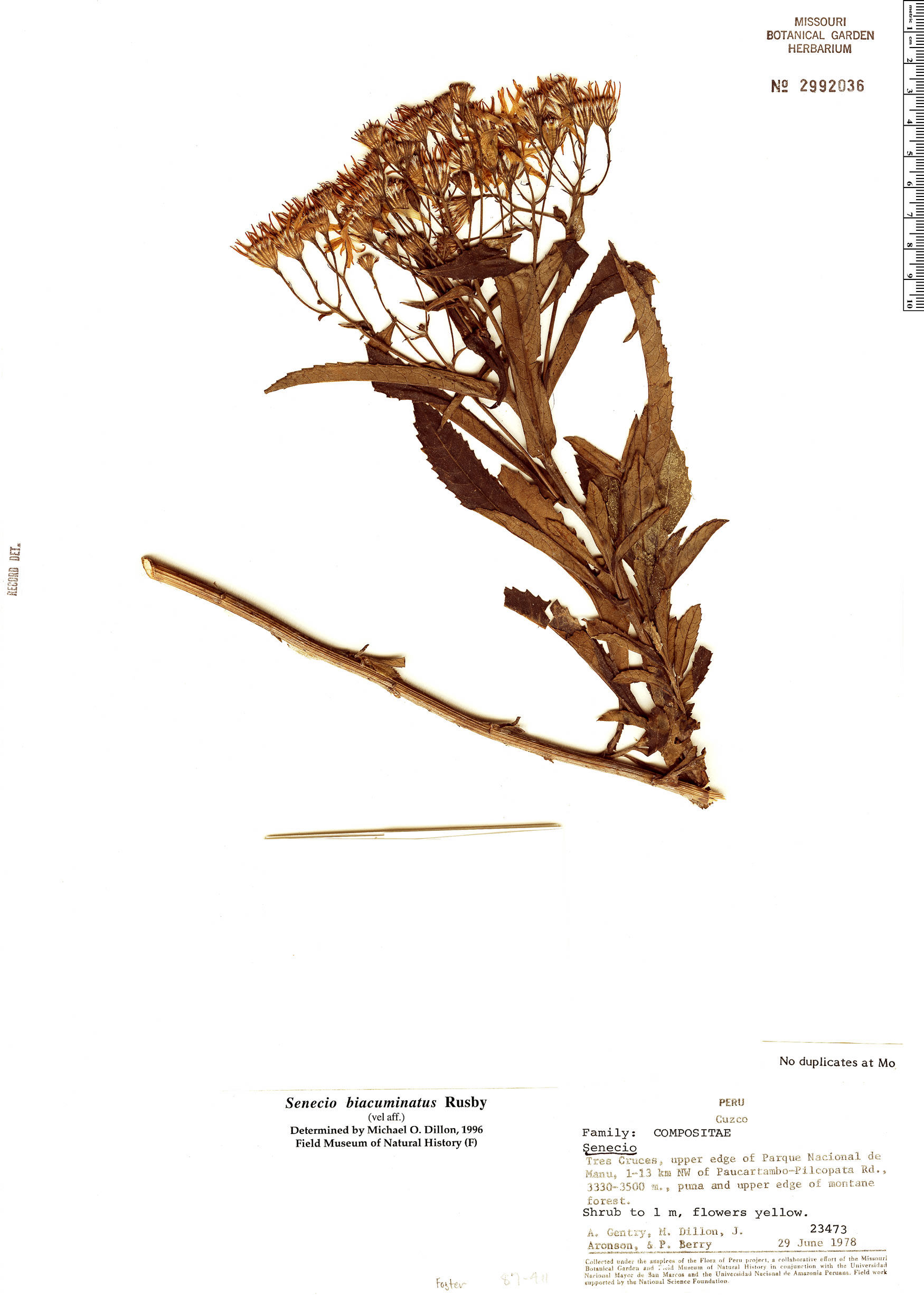 Dendrophorbium biacuminatum | Rapid Reference | The Field Museum