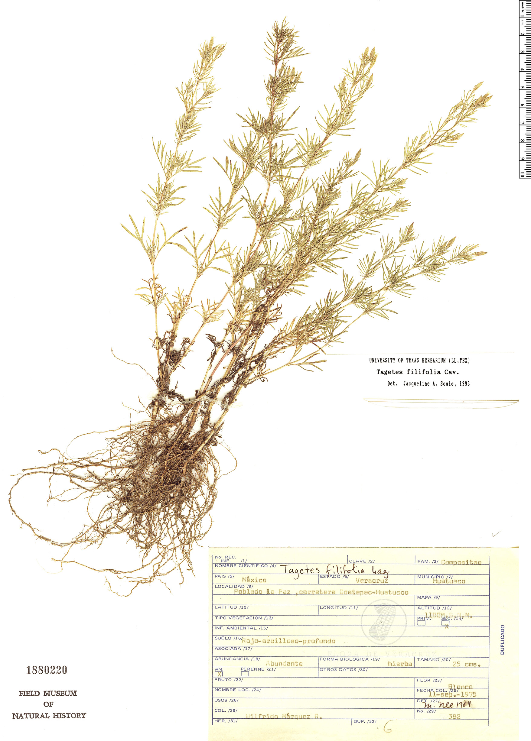 Tagetes filifolia | Rapid Reference | The Field Museum