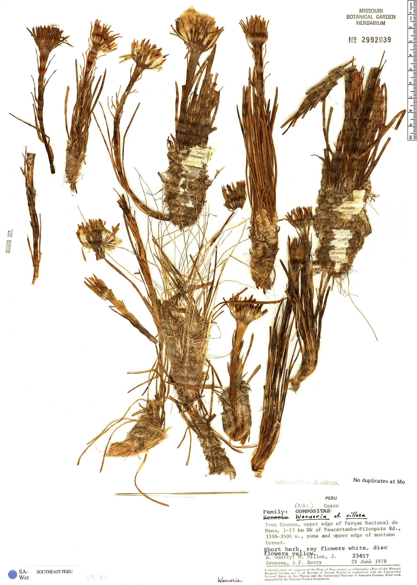 Werneria villosa | Herbário Rapid Reference | The Field Museum