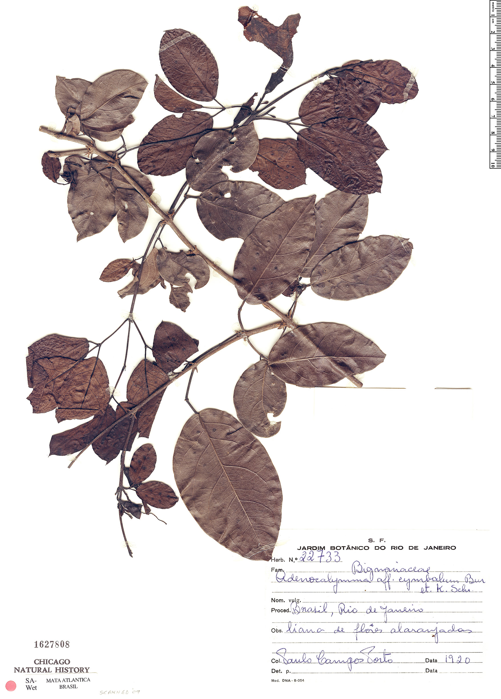 Adenocalymma cymbalum | Rapid Reference | The Field Museum