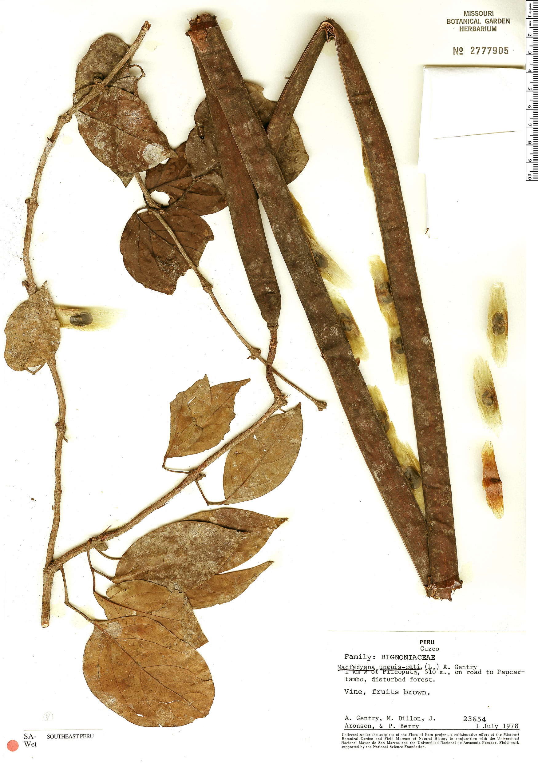 Dolichandra unguis-cati | Rapid Reference | The Field Museum