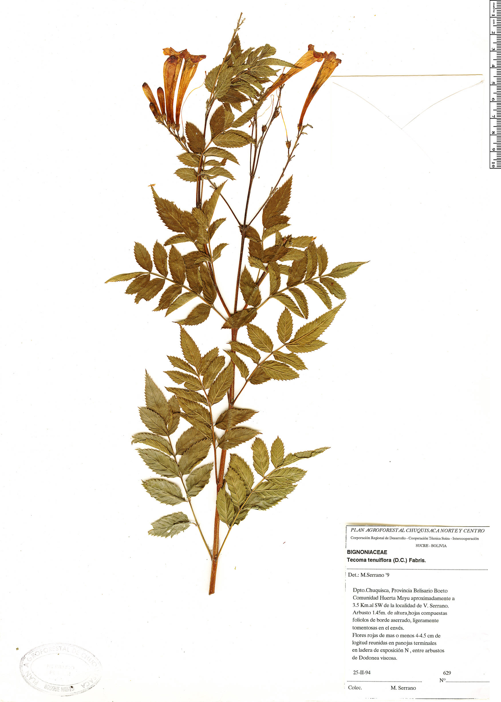 Tecoma tenuiflora | Rapid Reference | The Field Museum
