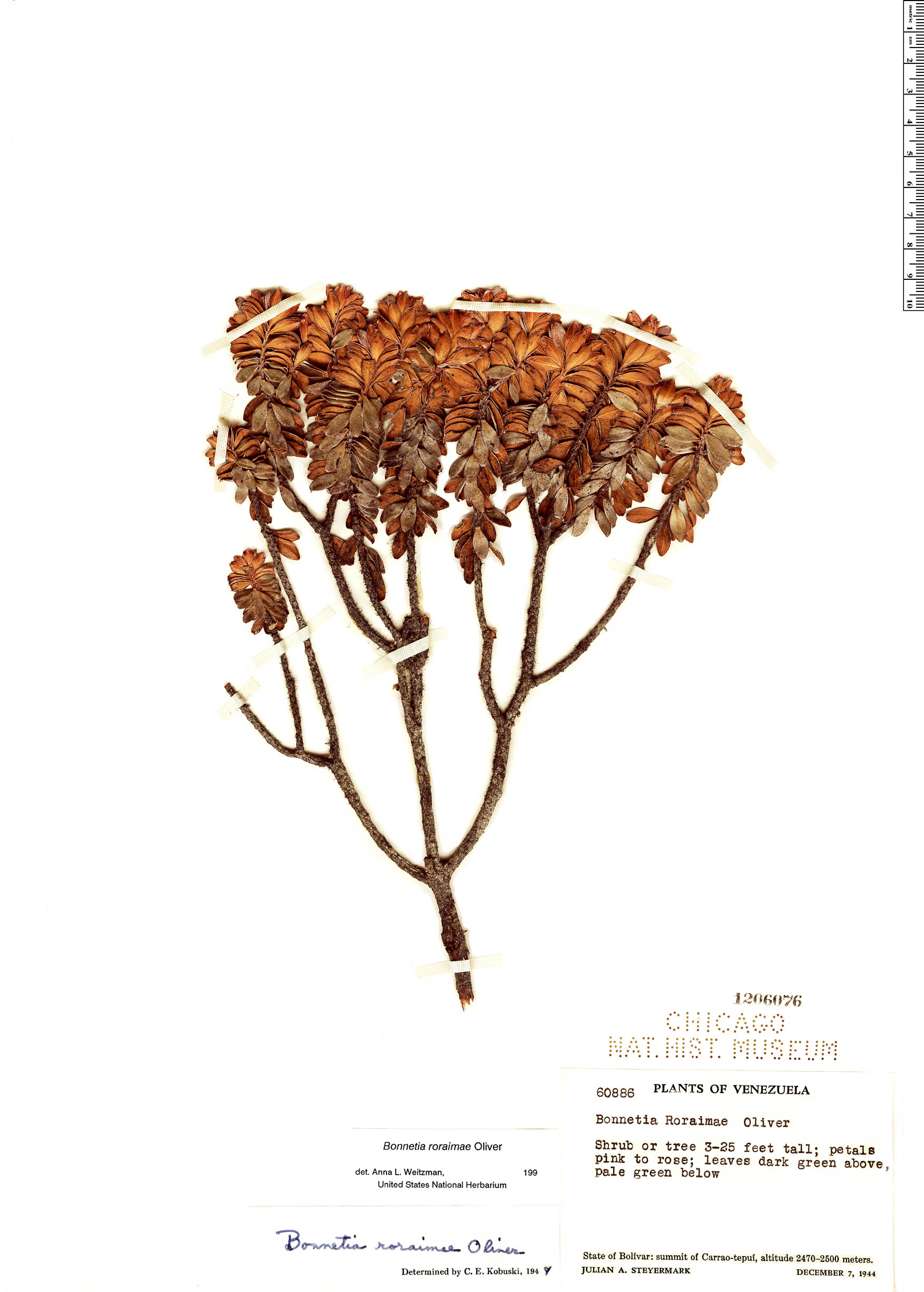 Bonnetia roraimae | Herbário Rapid Reference | The Field Museum