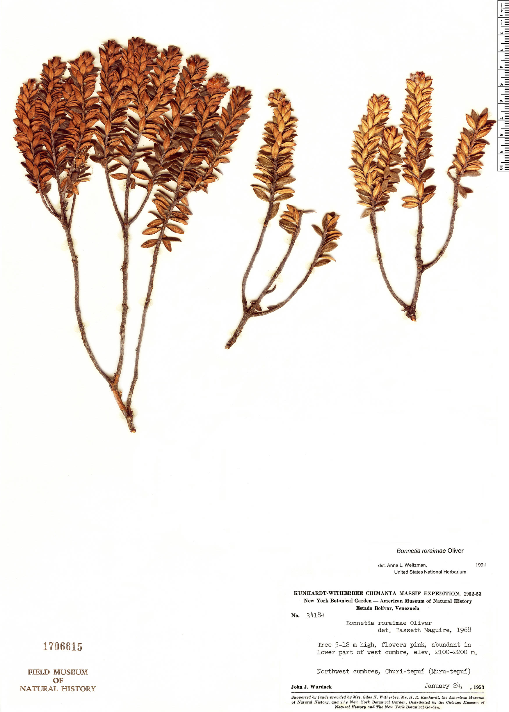 Bonnetia roraimae | Rapid Reference | The Field Museum