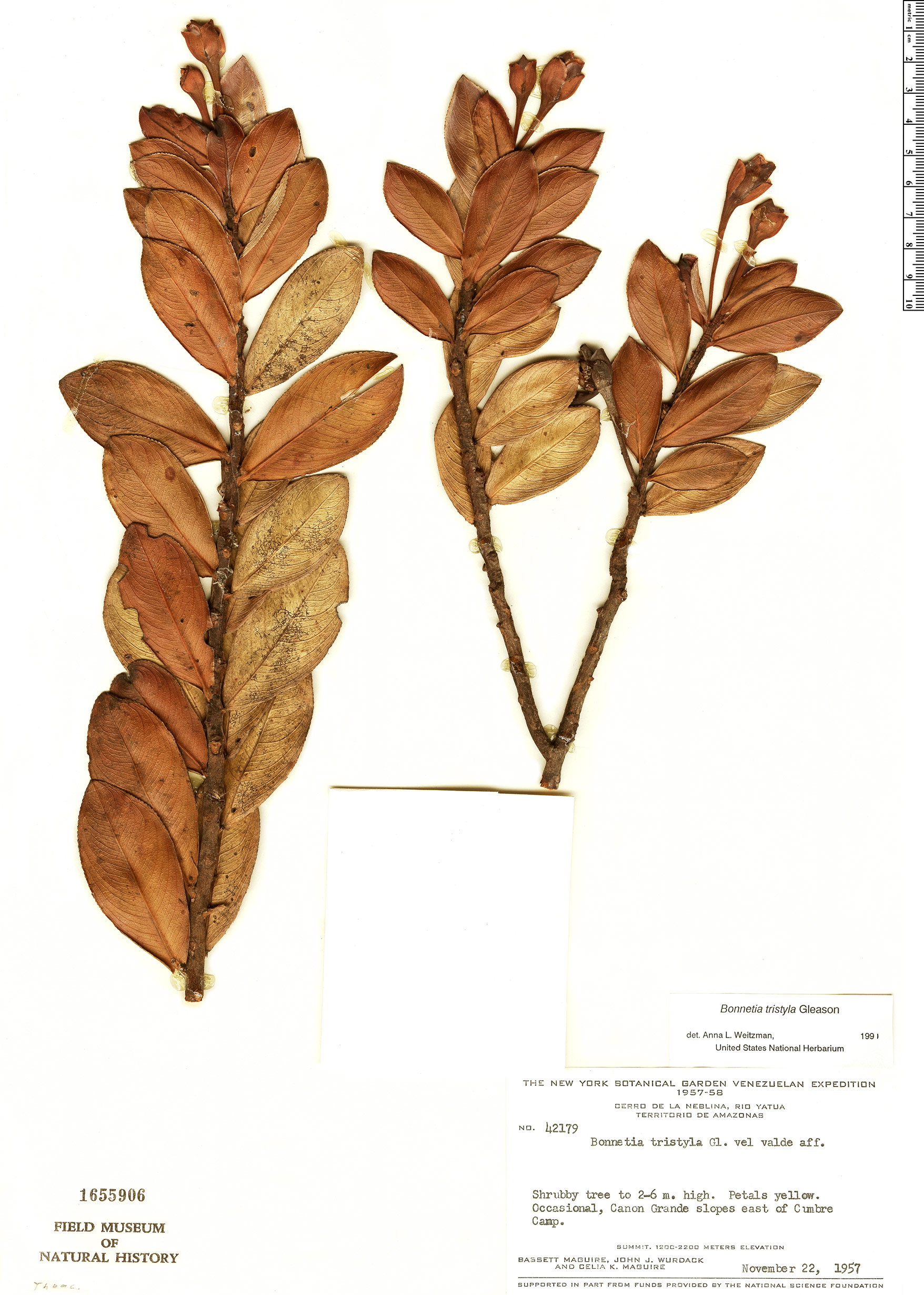 Bonnetia tristyla | Herbário Rapid Reference | The Field Museum