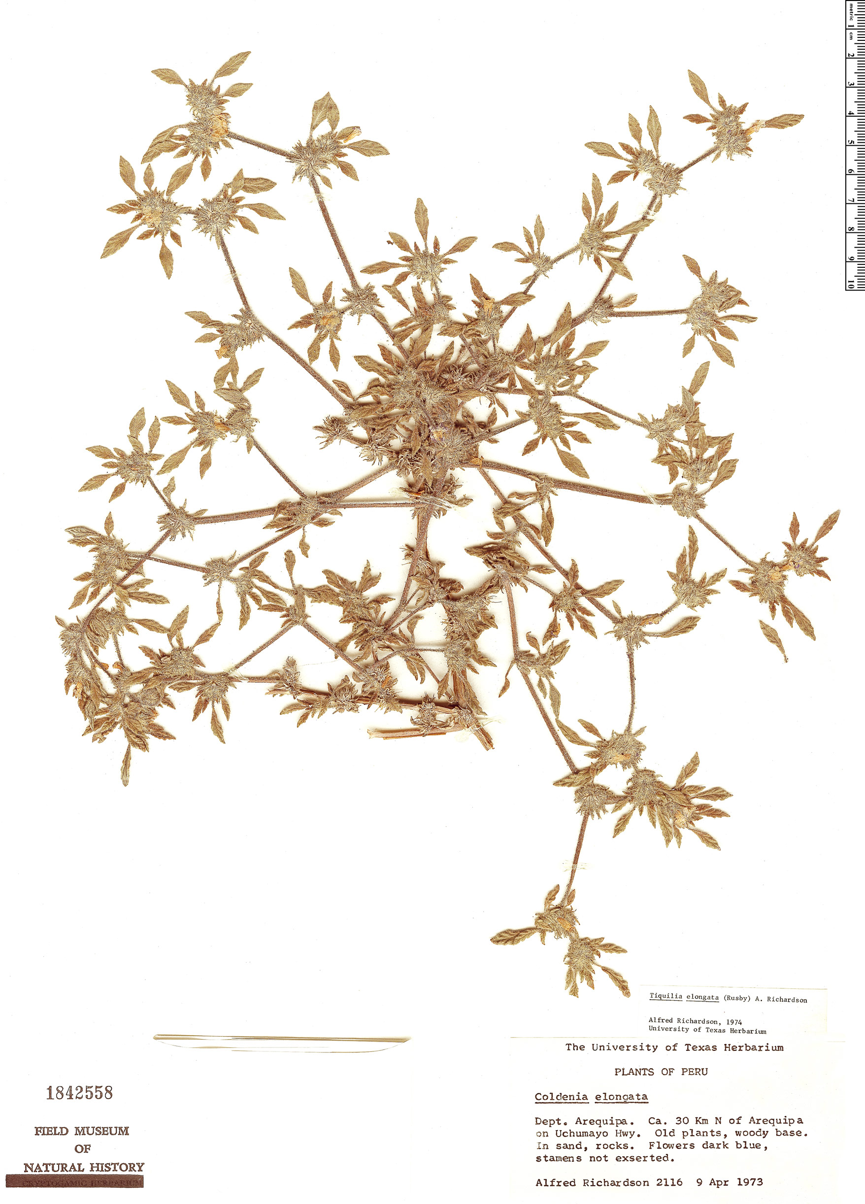 Tiquilia elongata | Rapid Reference | The Field Museum