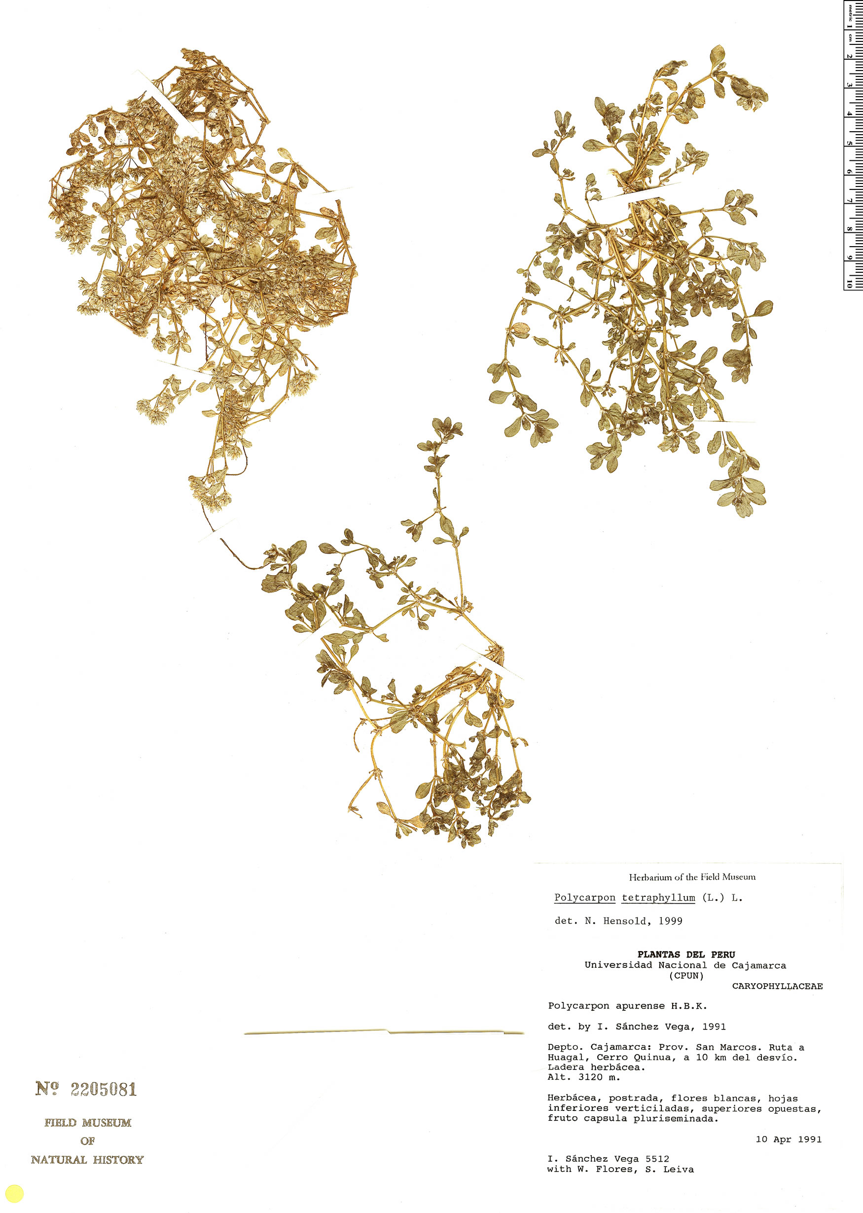 Polycarpon tetraphyllum | Rapid Reference | The Field Museum