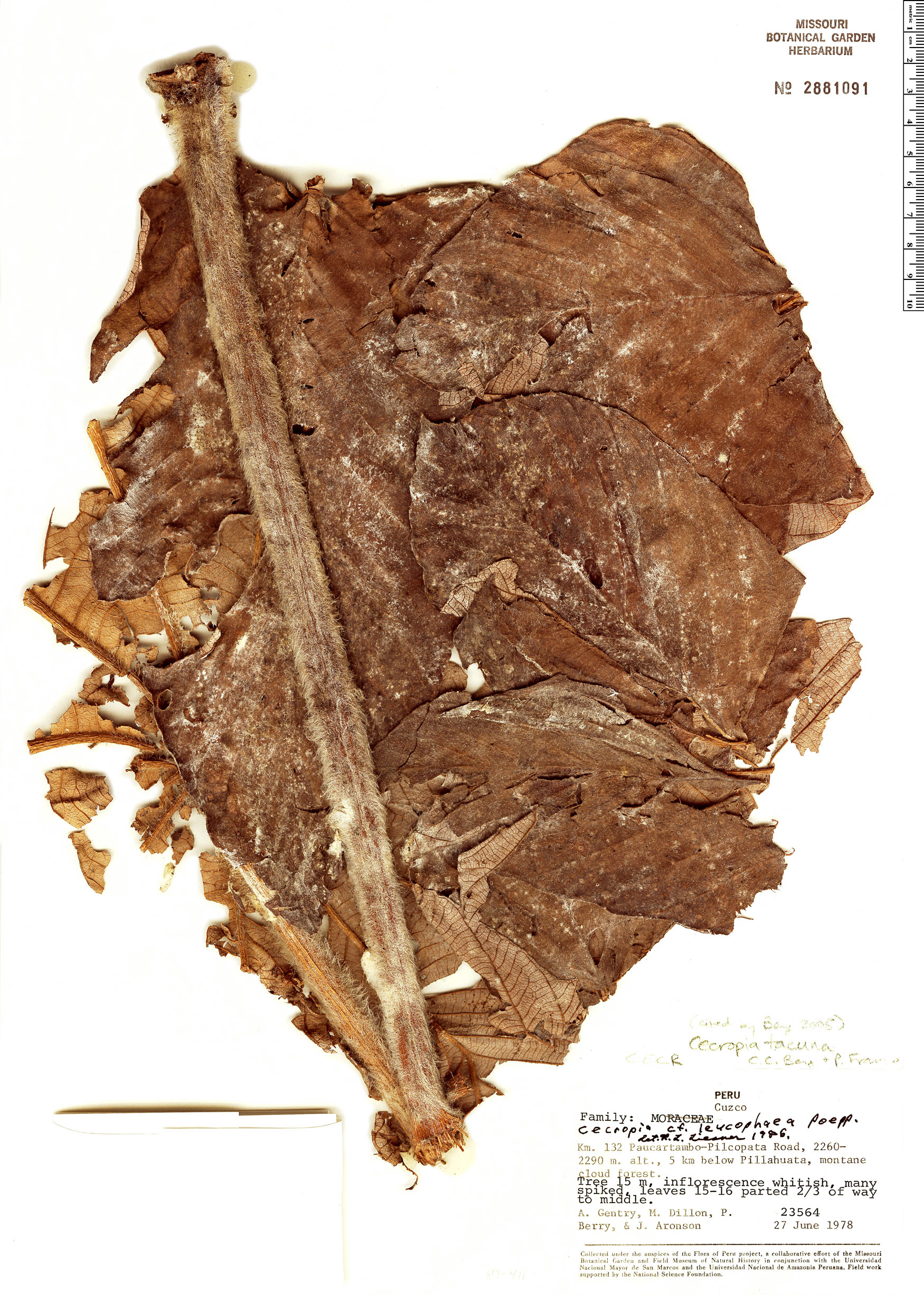 Cecropia tacuna | Rapid Reference | The Field Museum