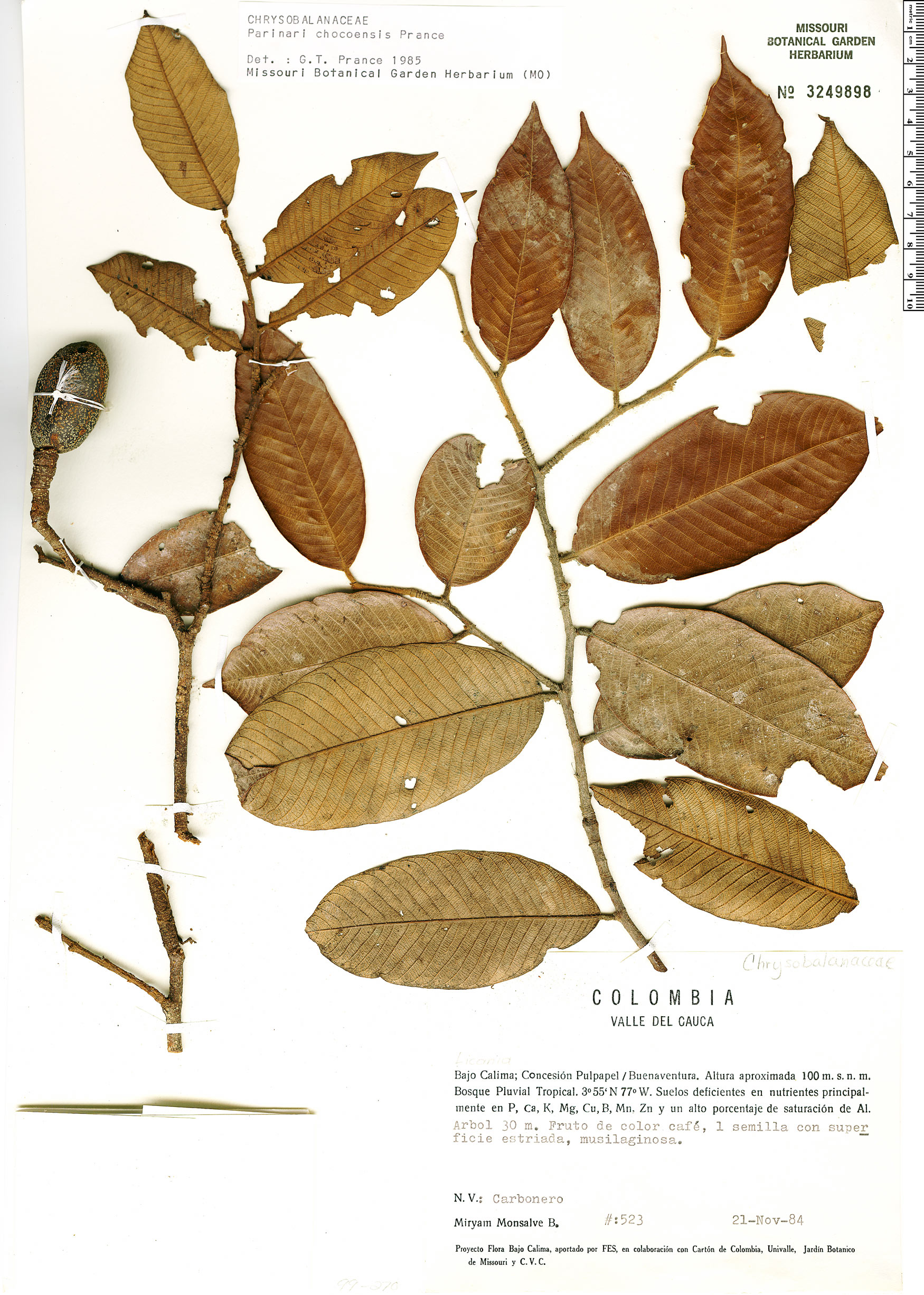 Parinari chocoensis | Herbário Rapid Reference | The Field Museum