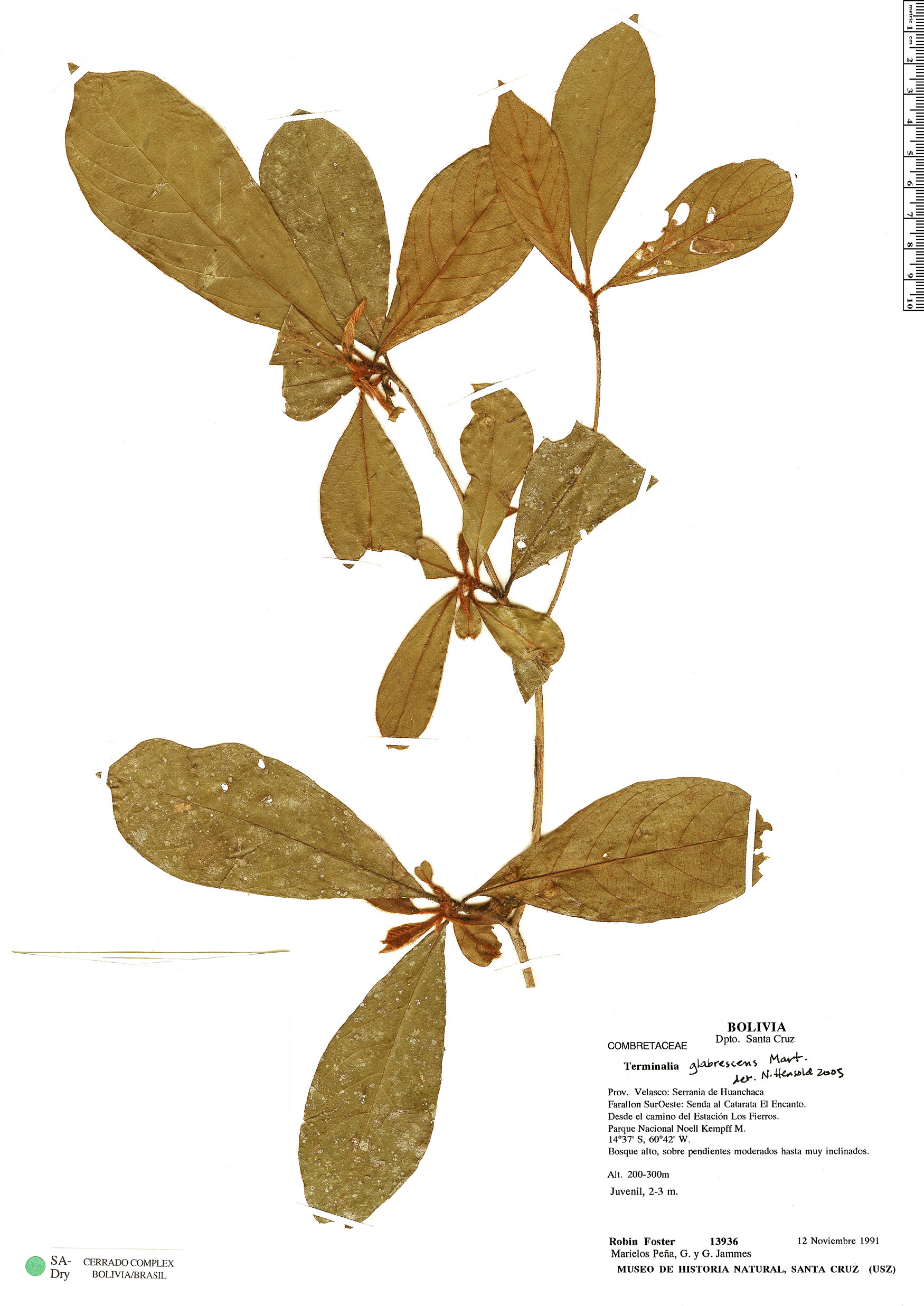 Terminalia glabrescens | Rapid Reference | The Field Museum