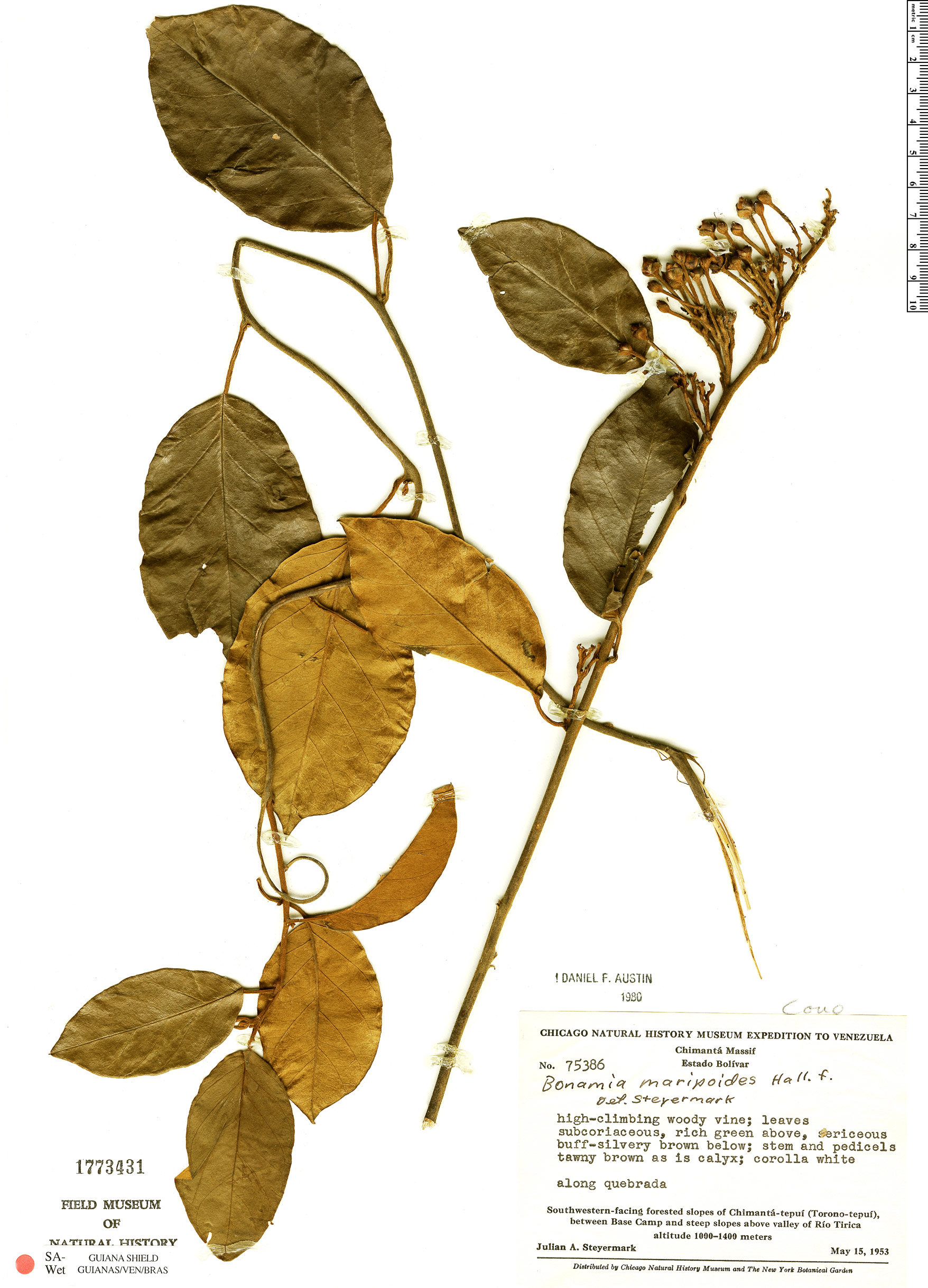 Bonamia maripoides | Rapid Reference | The Field Museum