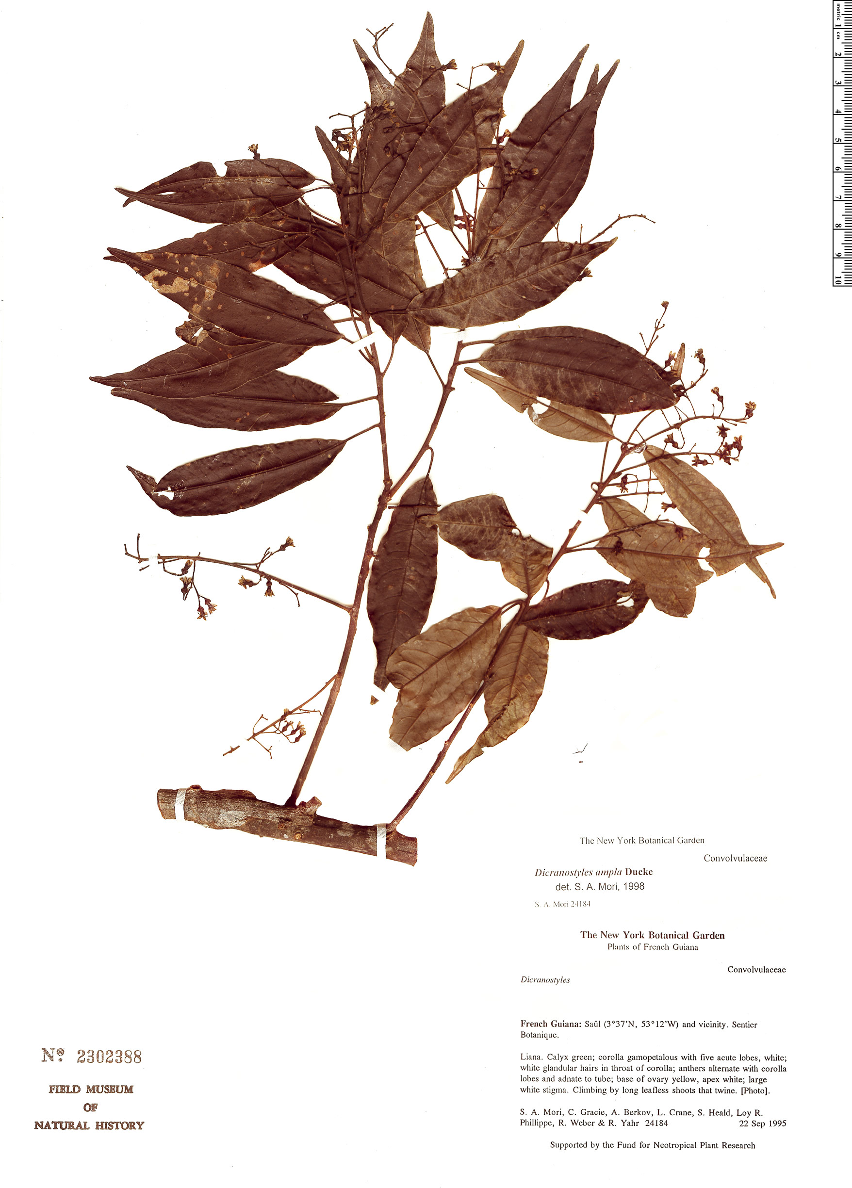 Dicranostyles ampla | Rapid Reference | The Field Museum