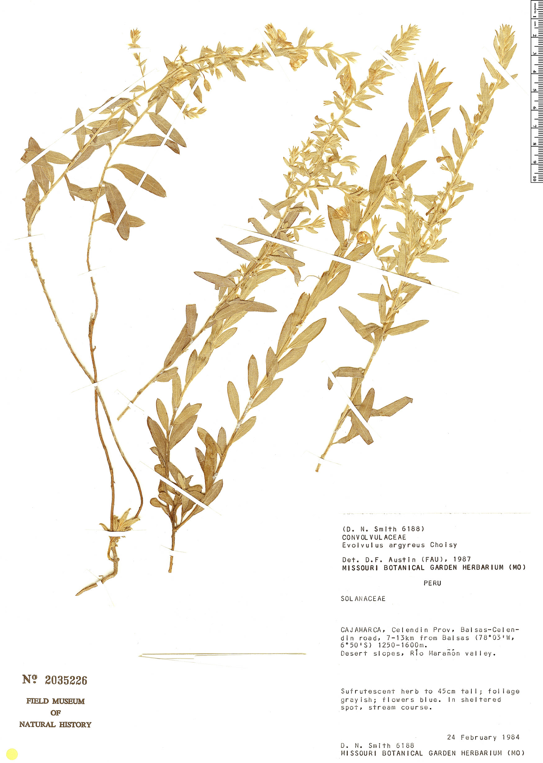 Evolvulus argyreus | Rapid Reference | The Field Museum