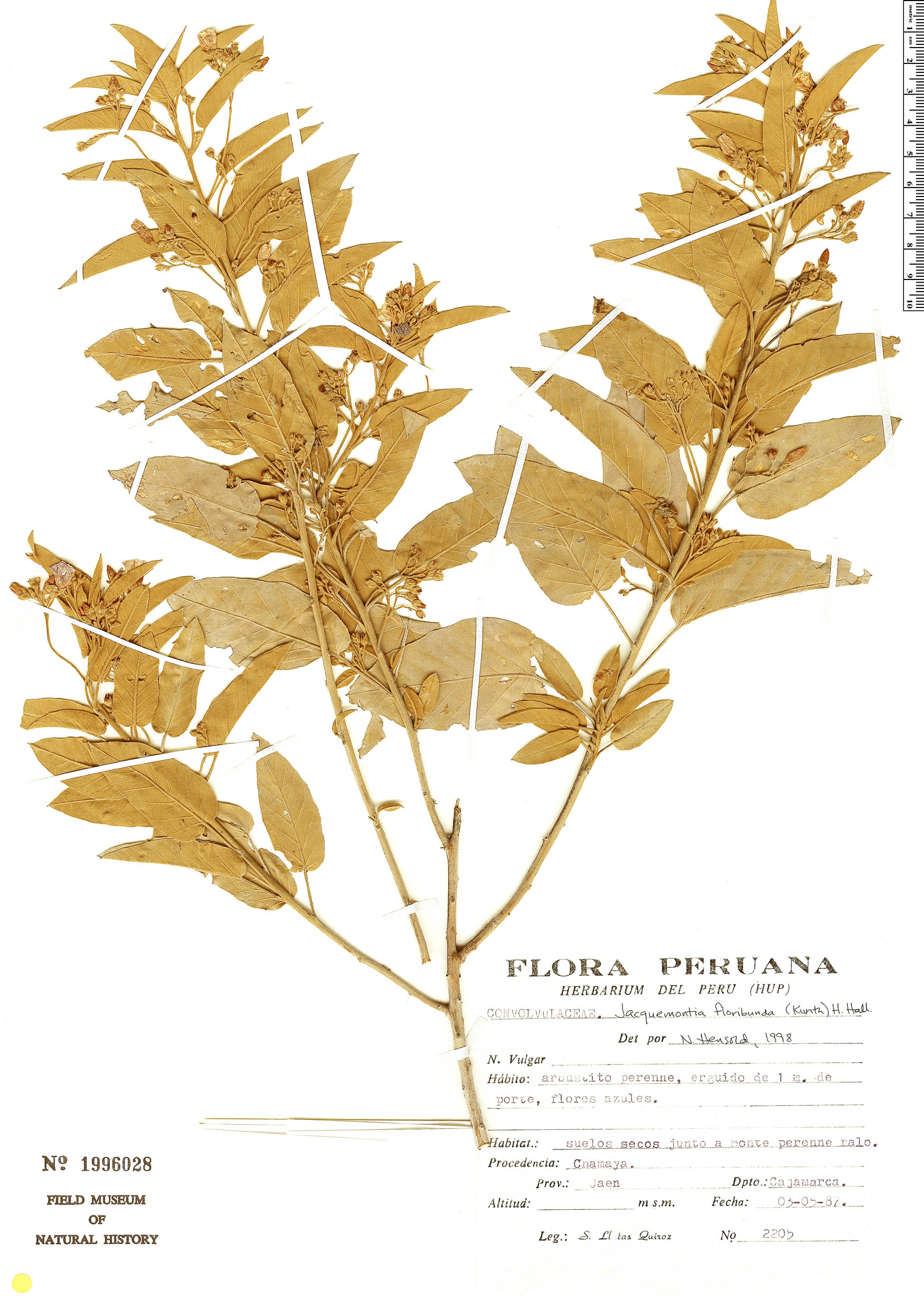 Jacquemontia floribunda | Herbário Rapid Reference | The Field Museum