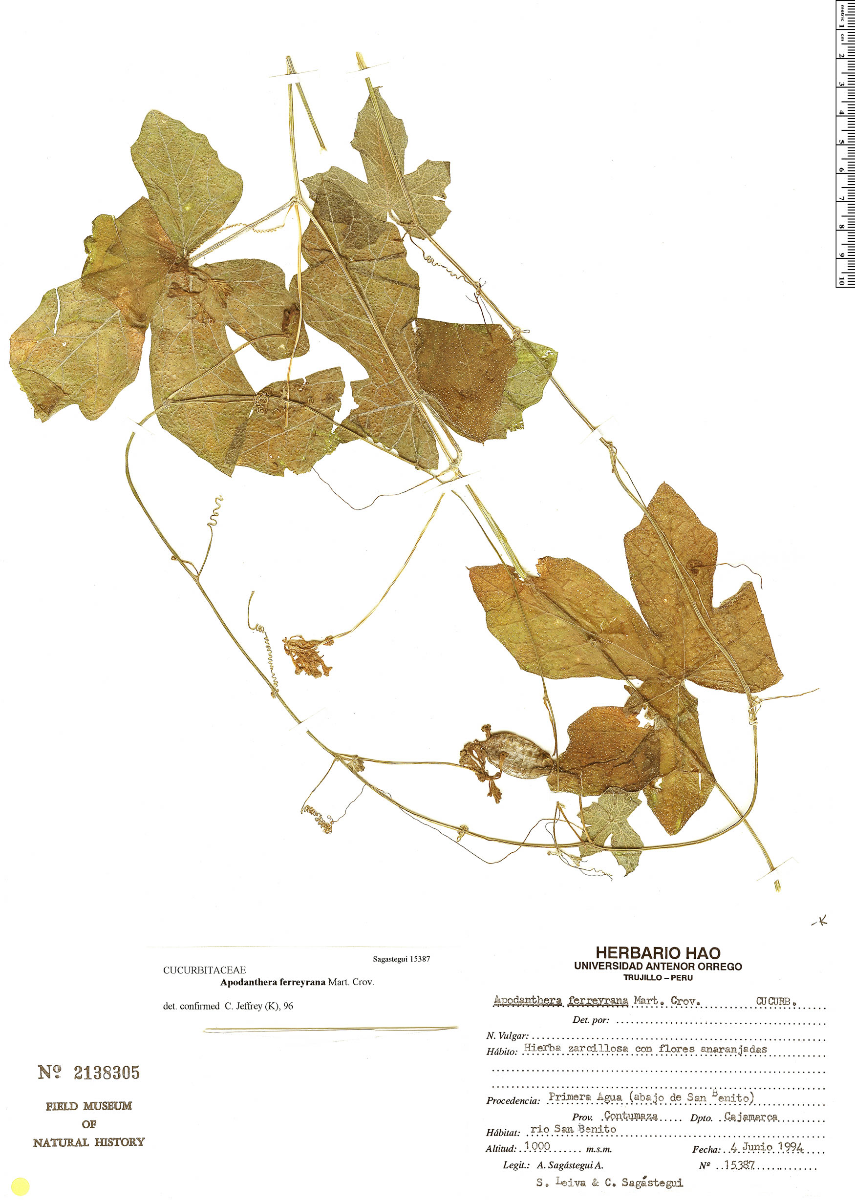 Apodanthera ferreyrana | Rapid Reference | The Field Museum