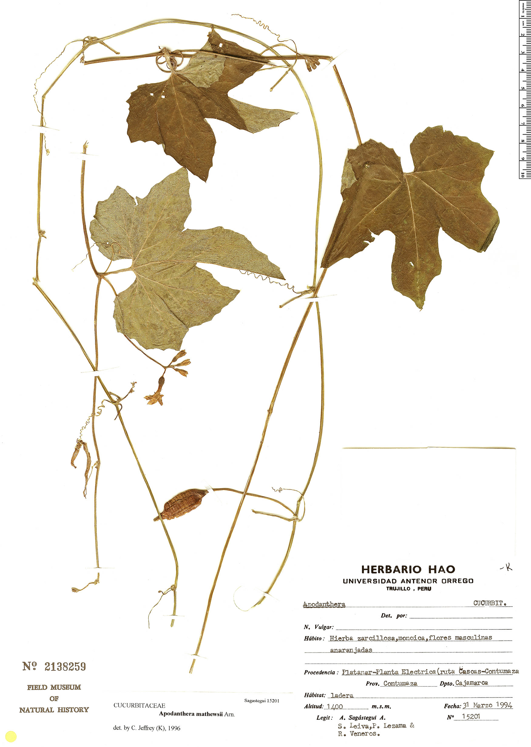 Apodanthera mathewsii | Rapid Reference | The Field Museum