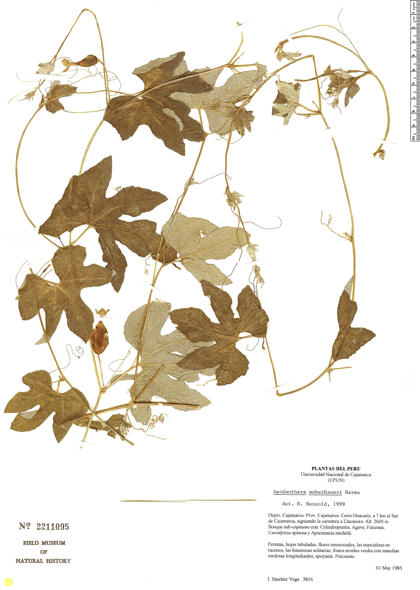 Apodanthera weberbaueri | Rapid Reference | The Field Museum