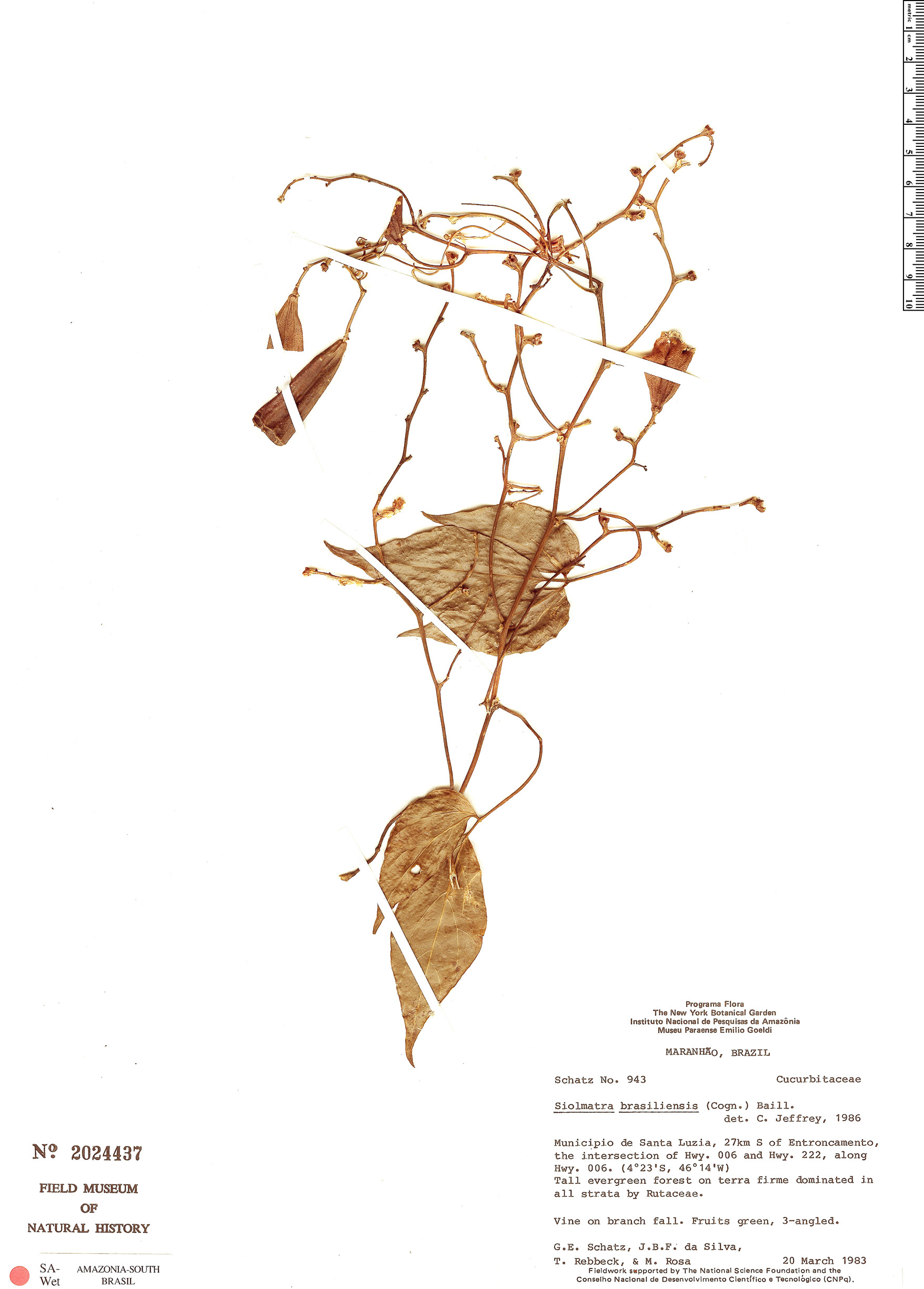 Siolmatra brasiliensis | Herbário Rapid Reference | The Field Museum